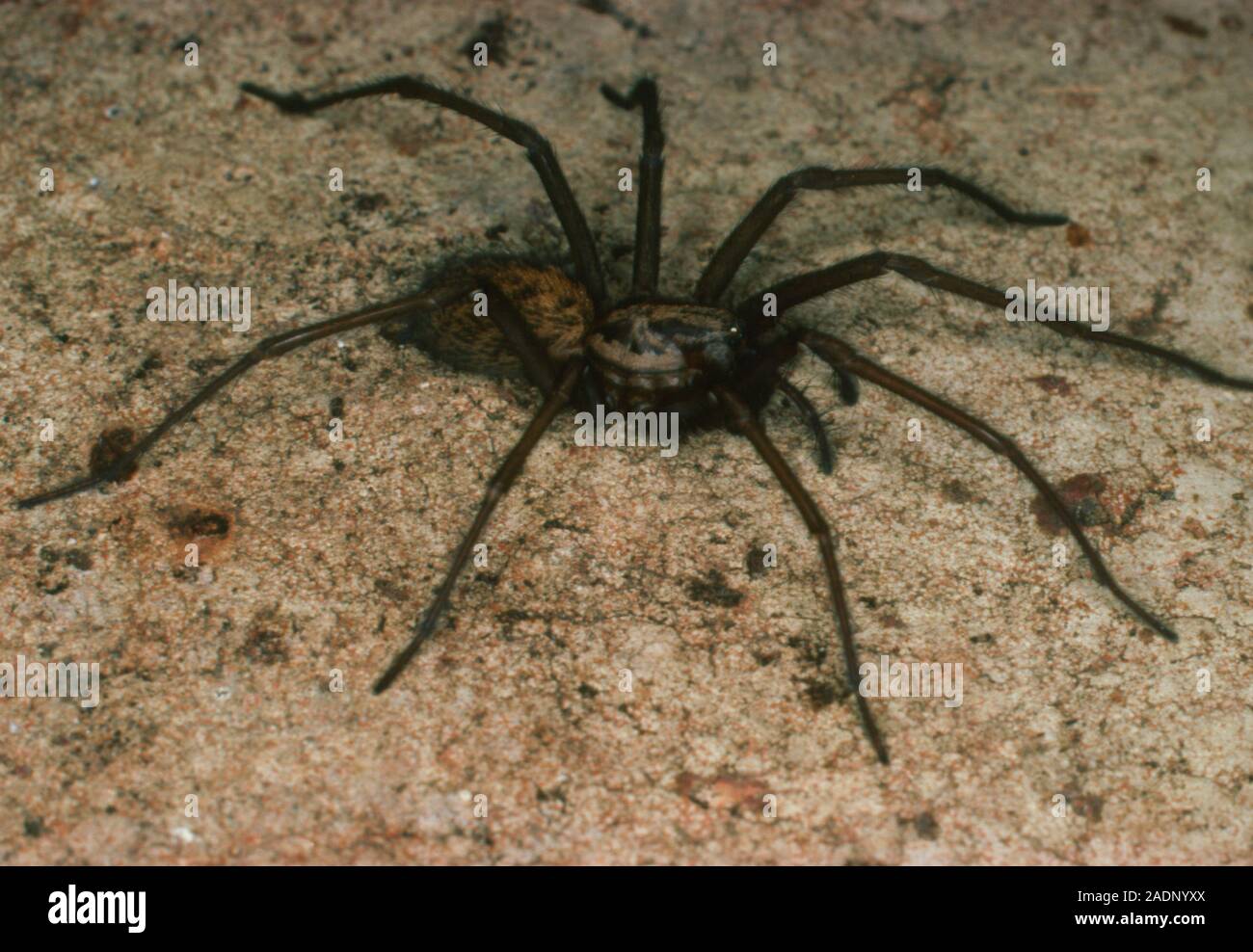 Macrophotograph of the common house spider Tegenaria atrica (body ...