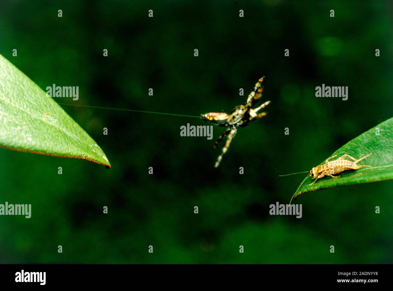 Panamanian jumping spider Eris aurantia (family Salticidae) in mid-leap ...