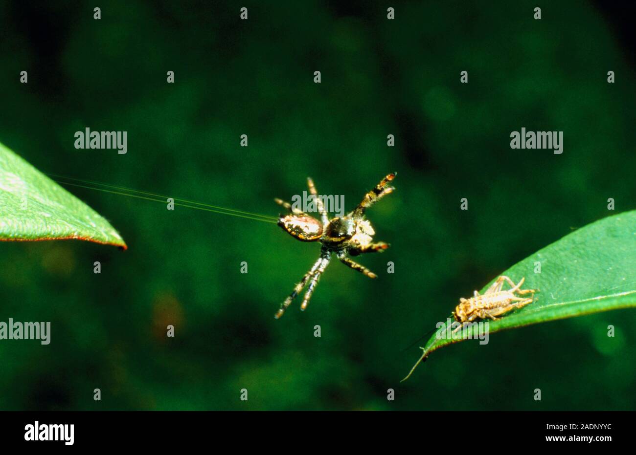 Panamanian jumping spider Eris aurantia (family Salticidae ...