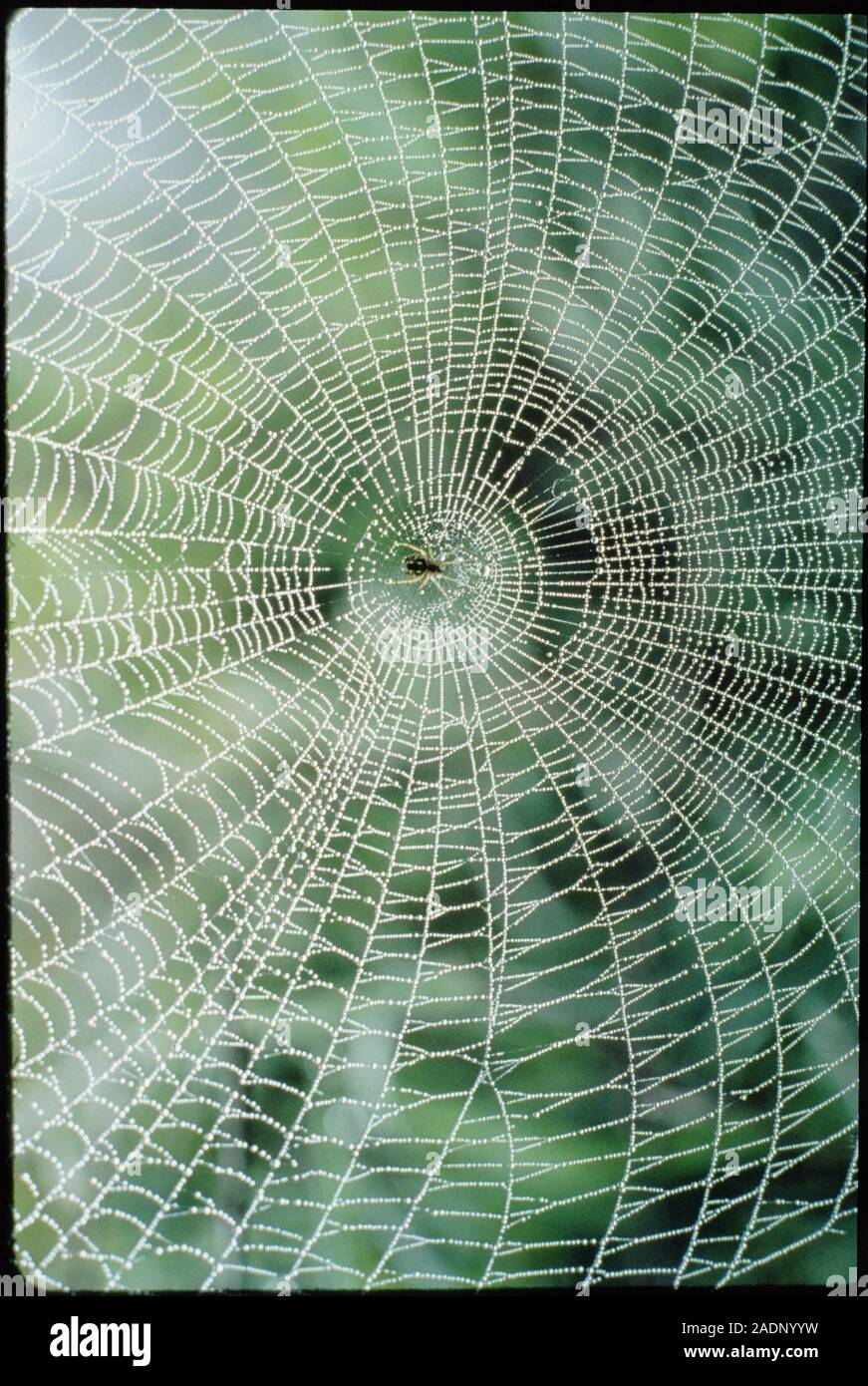 A garden spider, Araneus sp., located at the centre of her orb web. The ...