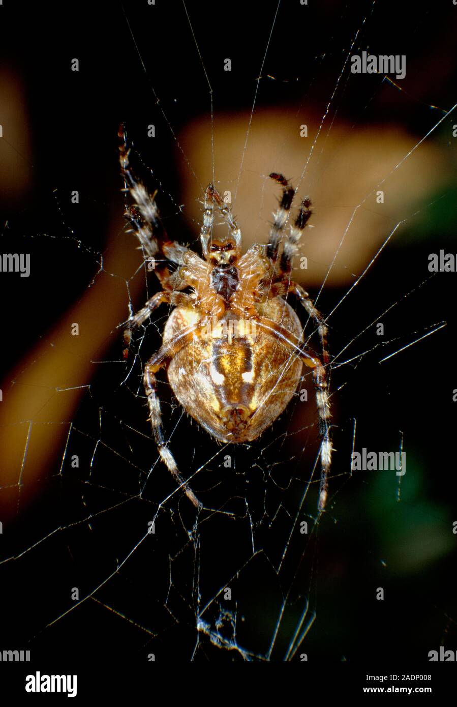 View of the underside of a common garden spider, Araneus diadematus, on ...