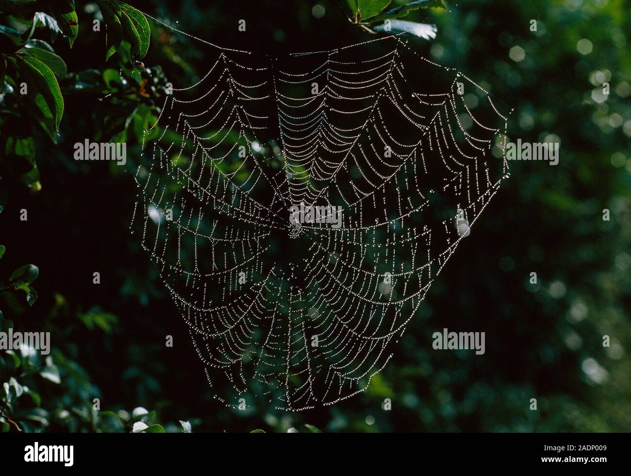 A spider's web strung with water droplets. This orb web was made by an ...