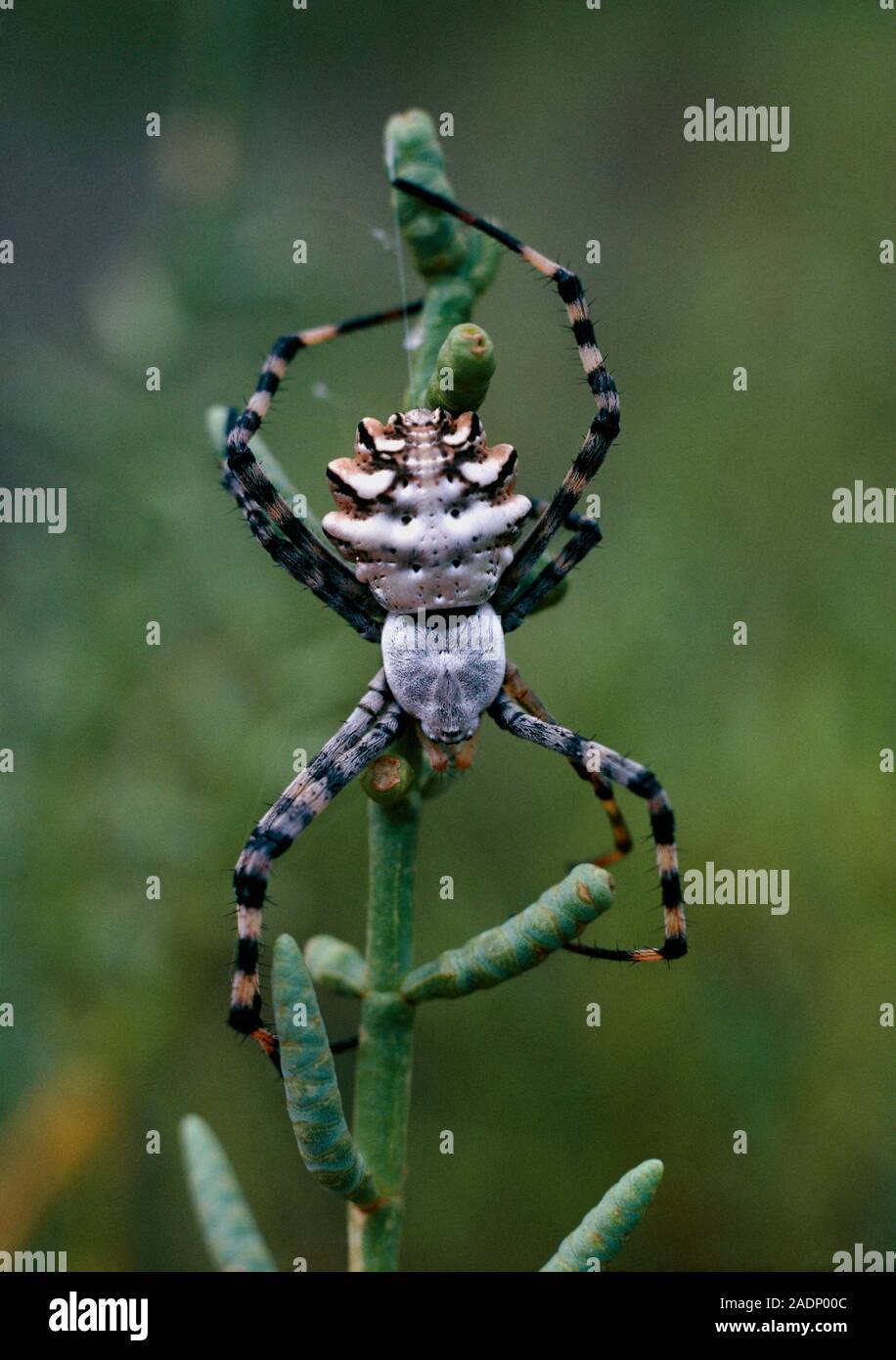 Macrophotograph of the spider Argiope lobata, lying in wait near its ...