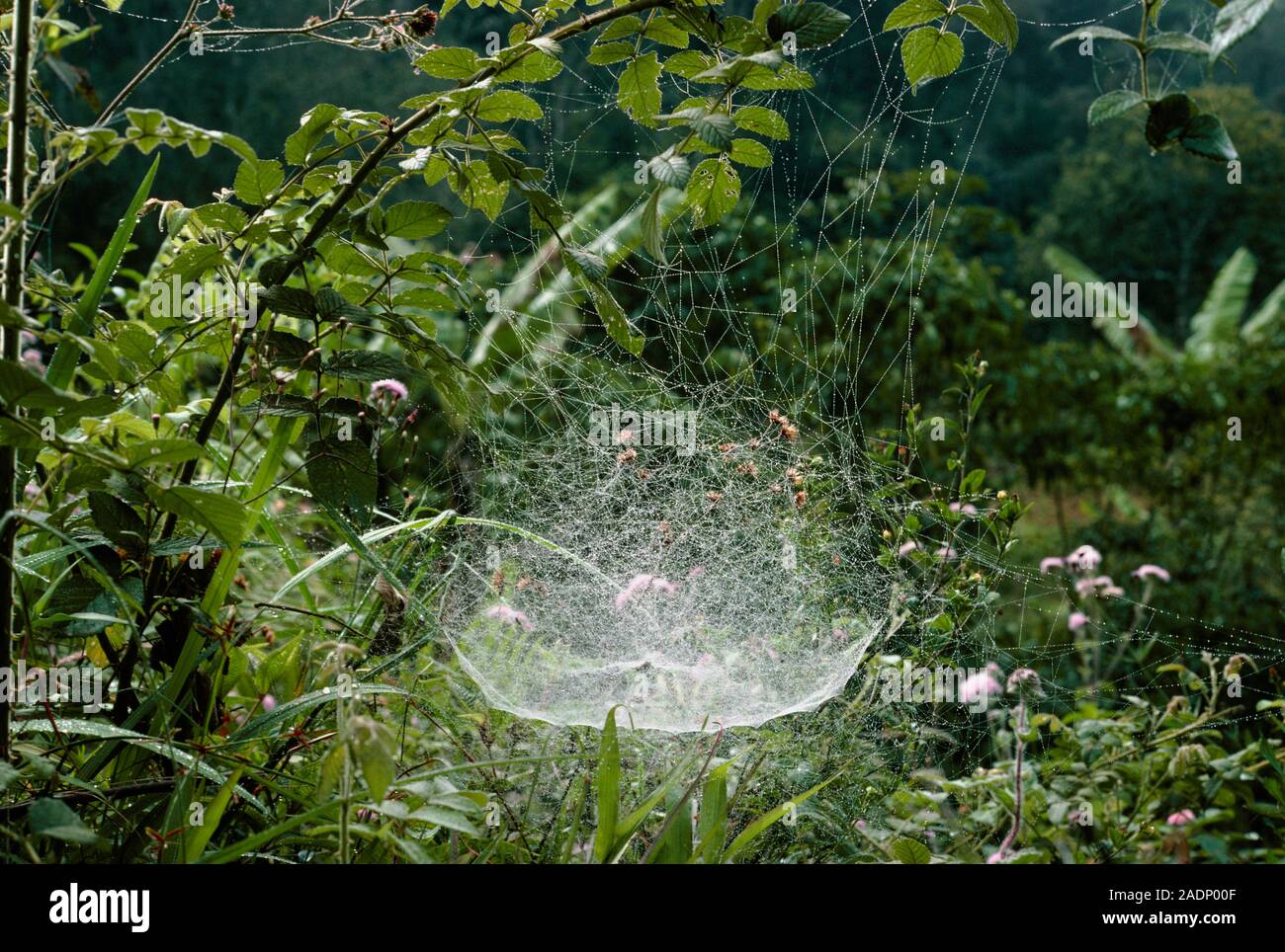 The web of a Linyphia sp. spider, hung with droplets of dew Stock Photo - Alamy