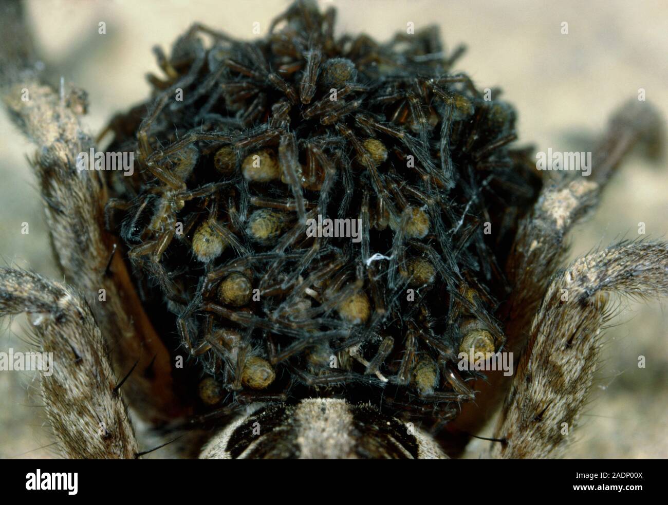 Close-up of the abdomen of a female wolf spider (family Lycosidae ...
