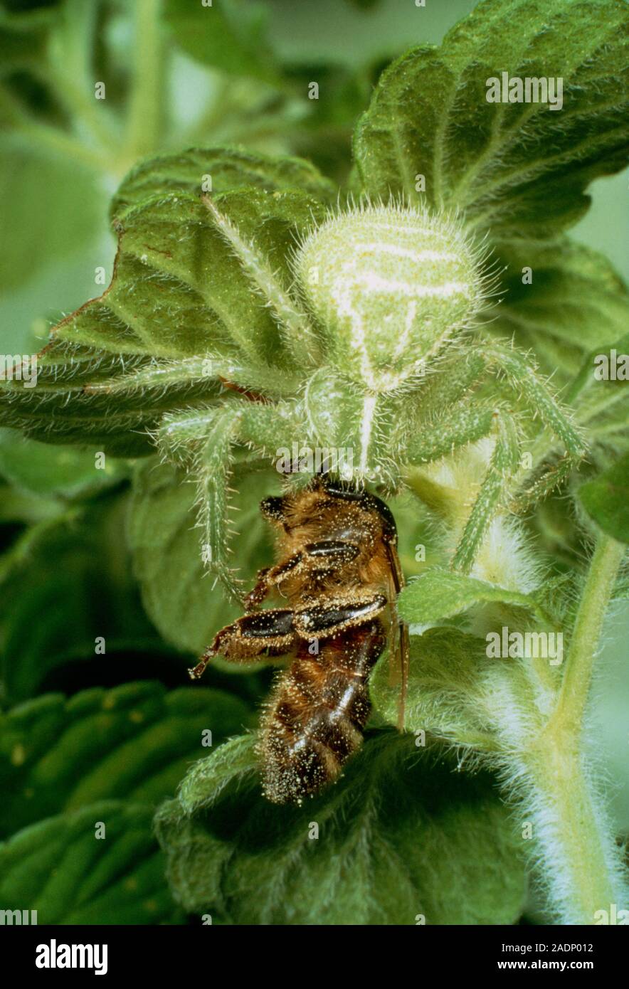 Macrophotograph of a chameleon spider, Thomisus sp., which has just ...