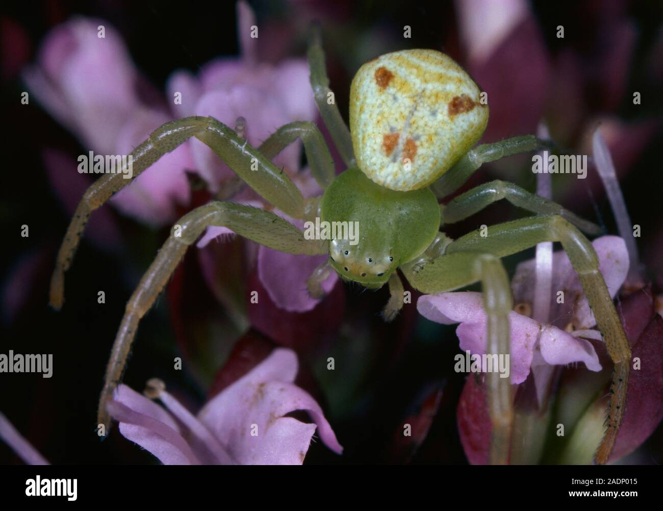 Macrophotograph of a chameleon spider, Thomisus sp.. The chameleon ...