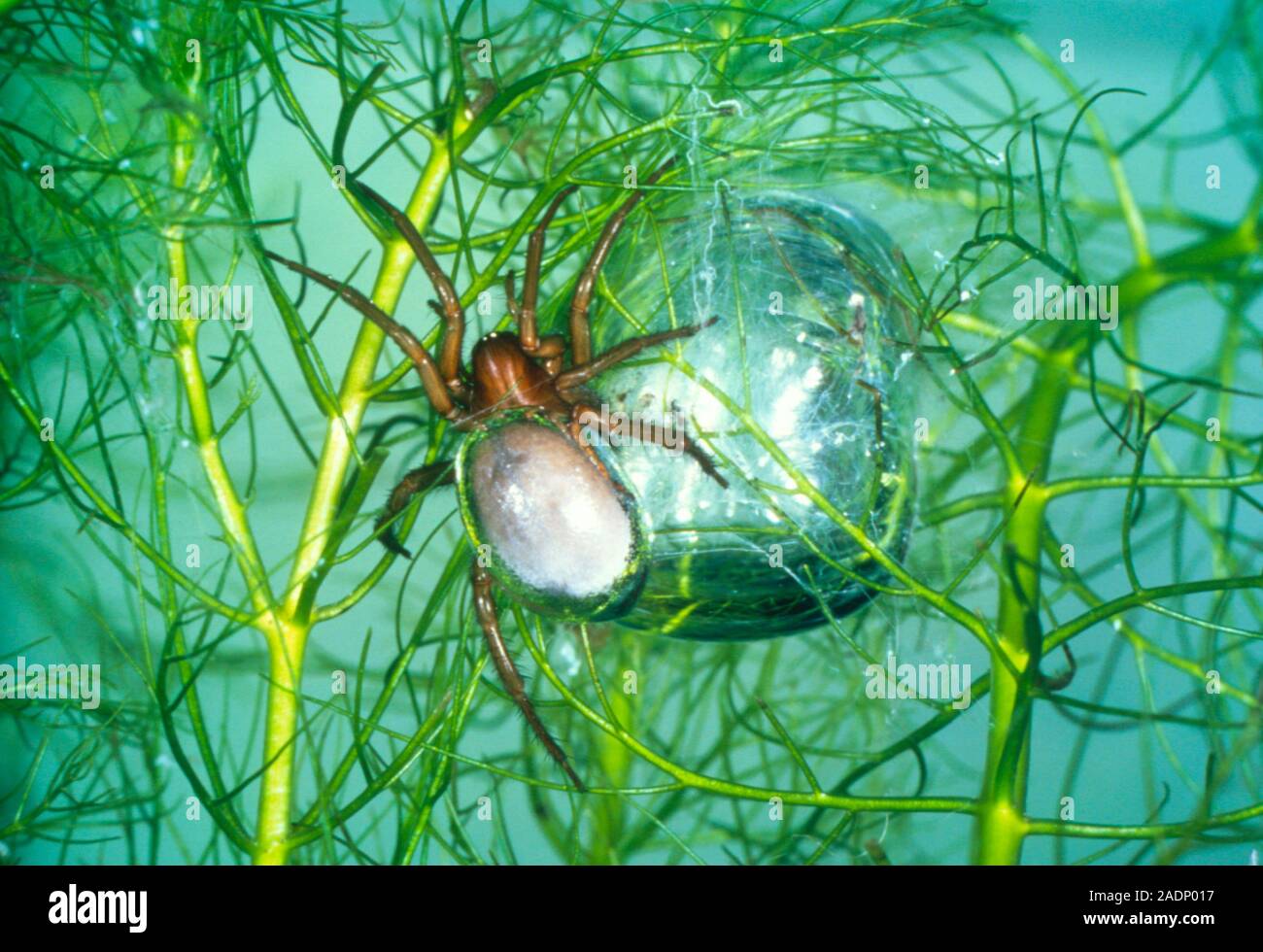 The aquatic spider, Argyroneta aquatica, photographed next to its air ...