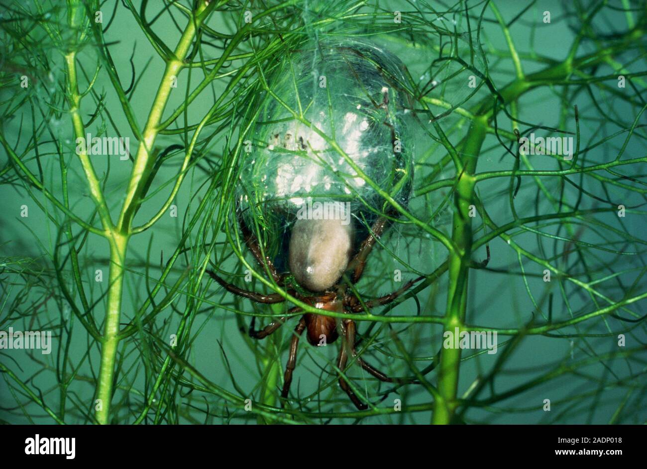 The aquatic spider, Argyroneta aquatica, emerging from its air-filled ...