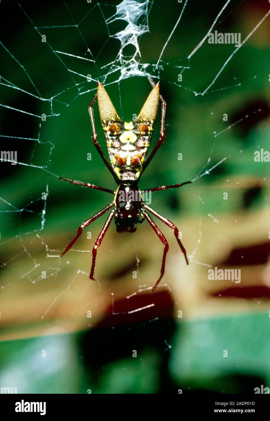 Unidentified spider photographed in the understory of the Amazonian ...