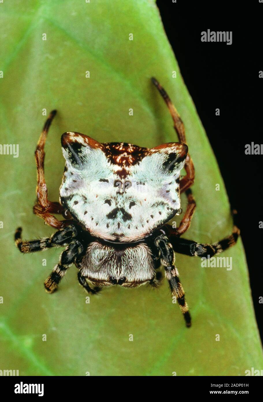 An unidentified spider from the lowland rain forest of Ecuador. This ...
