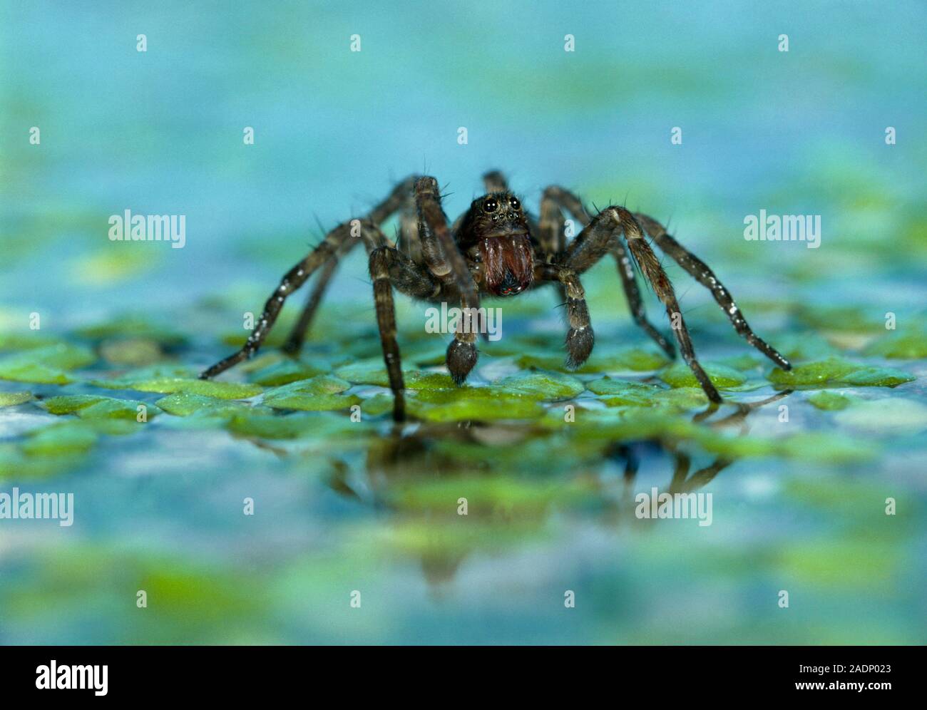 Macrophotograph of a wolf spider Pirata piraticus, walking across the ...