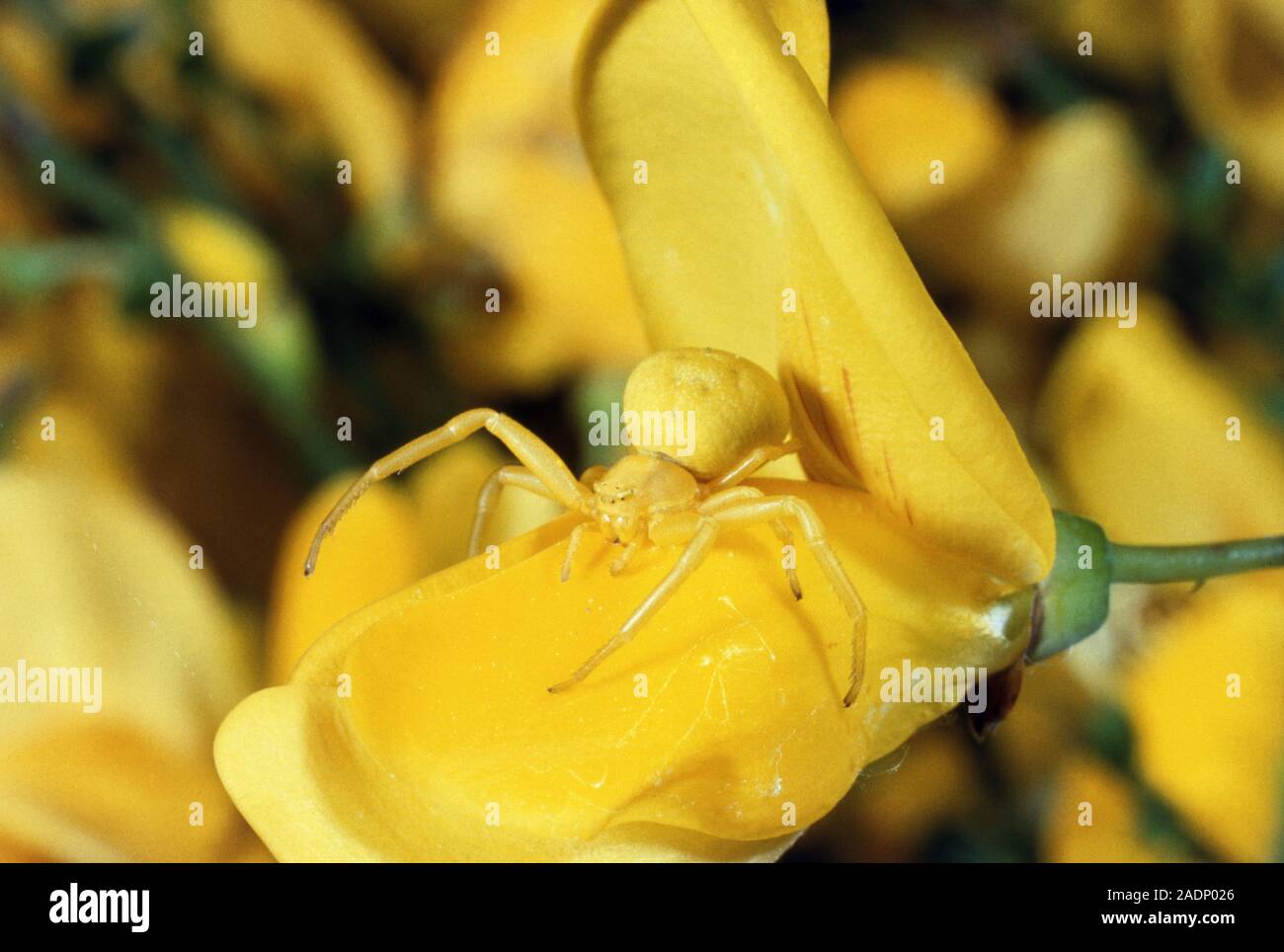 The chameleon spider Thomisus sp., camouflaged on the broom flower ...