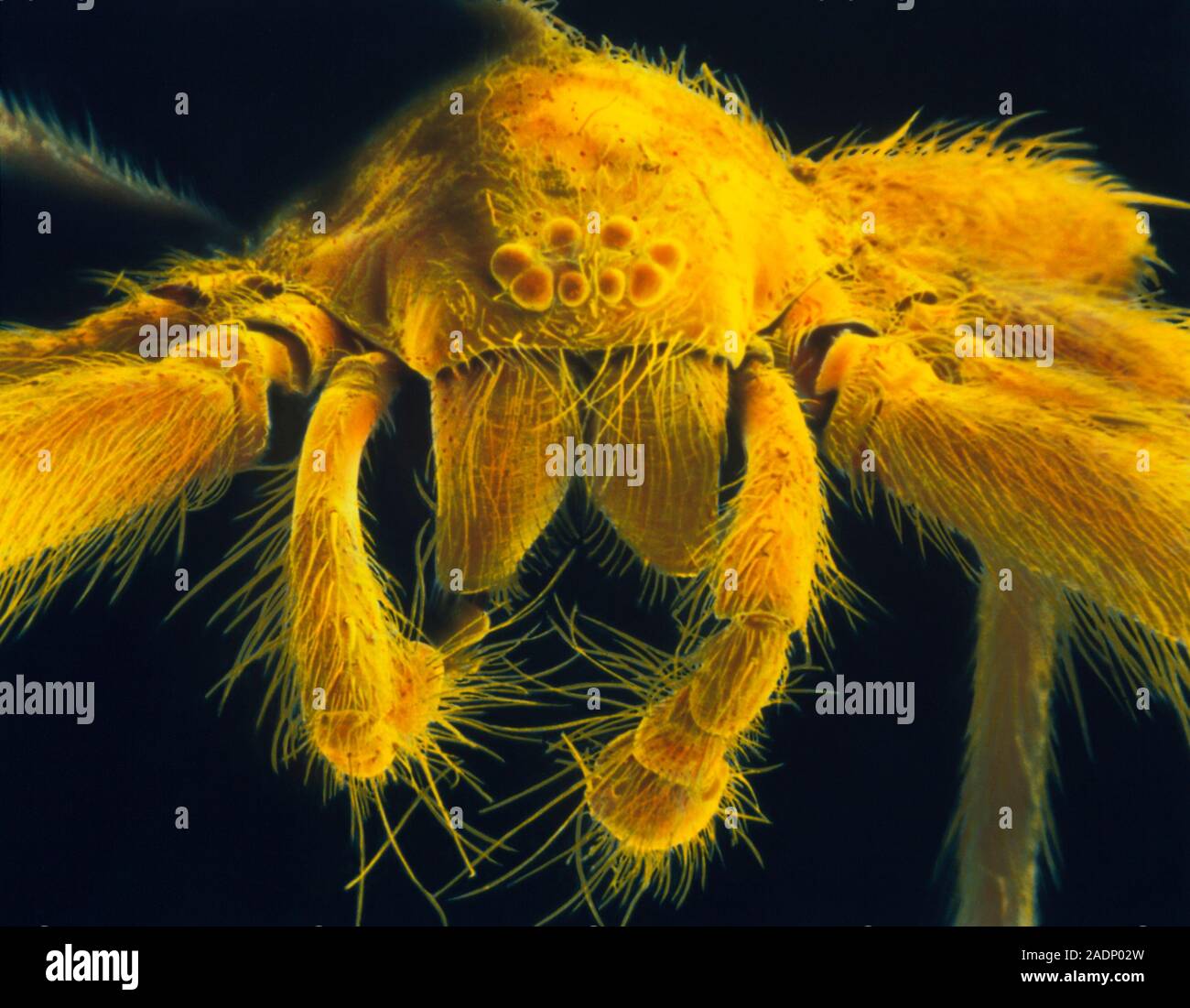 House spider. Scanning electron micrograph (SEM)of a house spider ...
