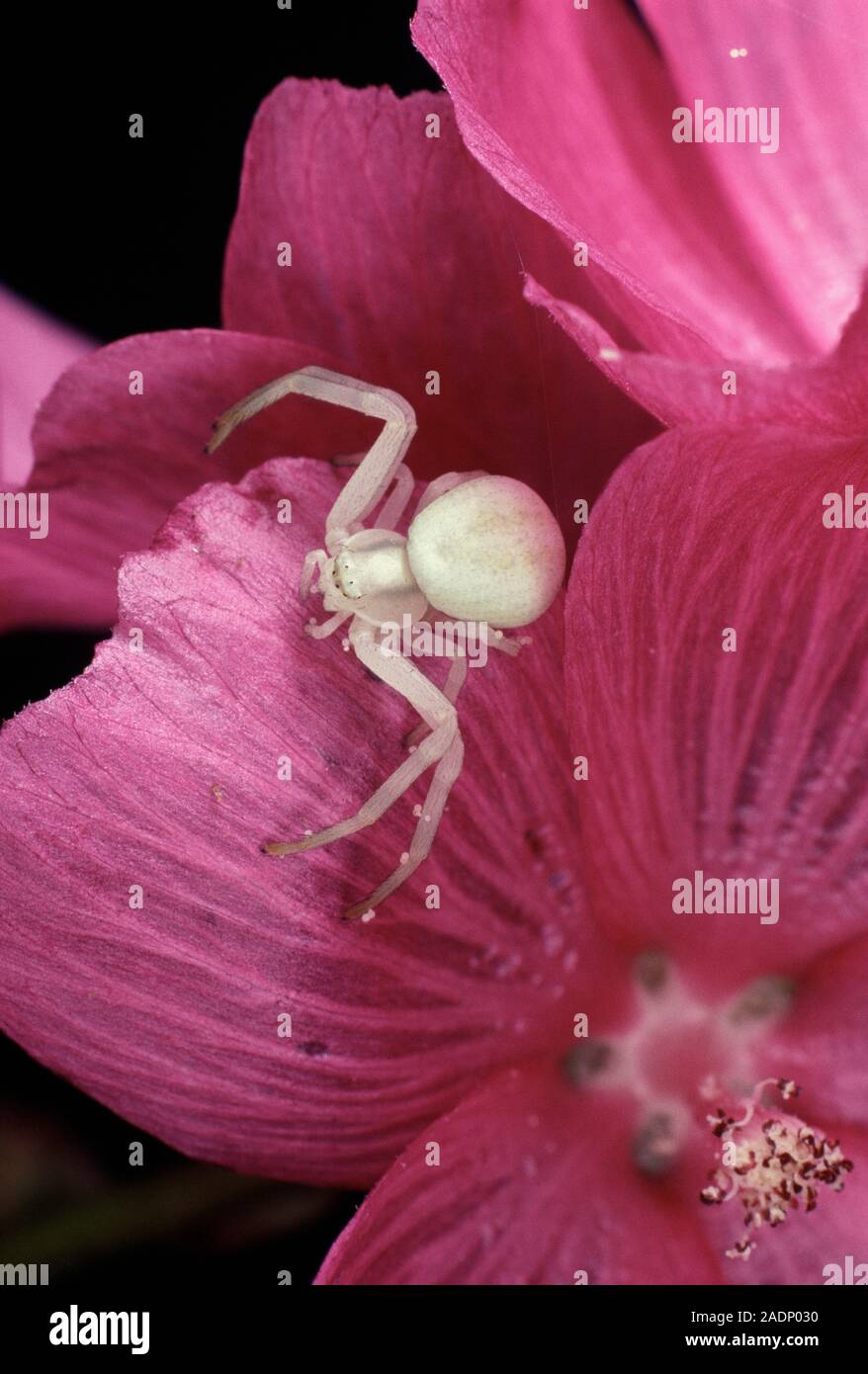 Crab spider. Macrophotograph of a crab spider, Misumena vatia, inside ...