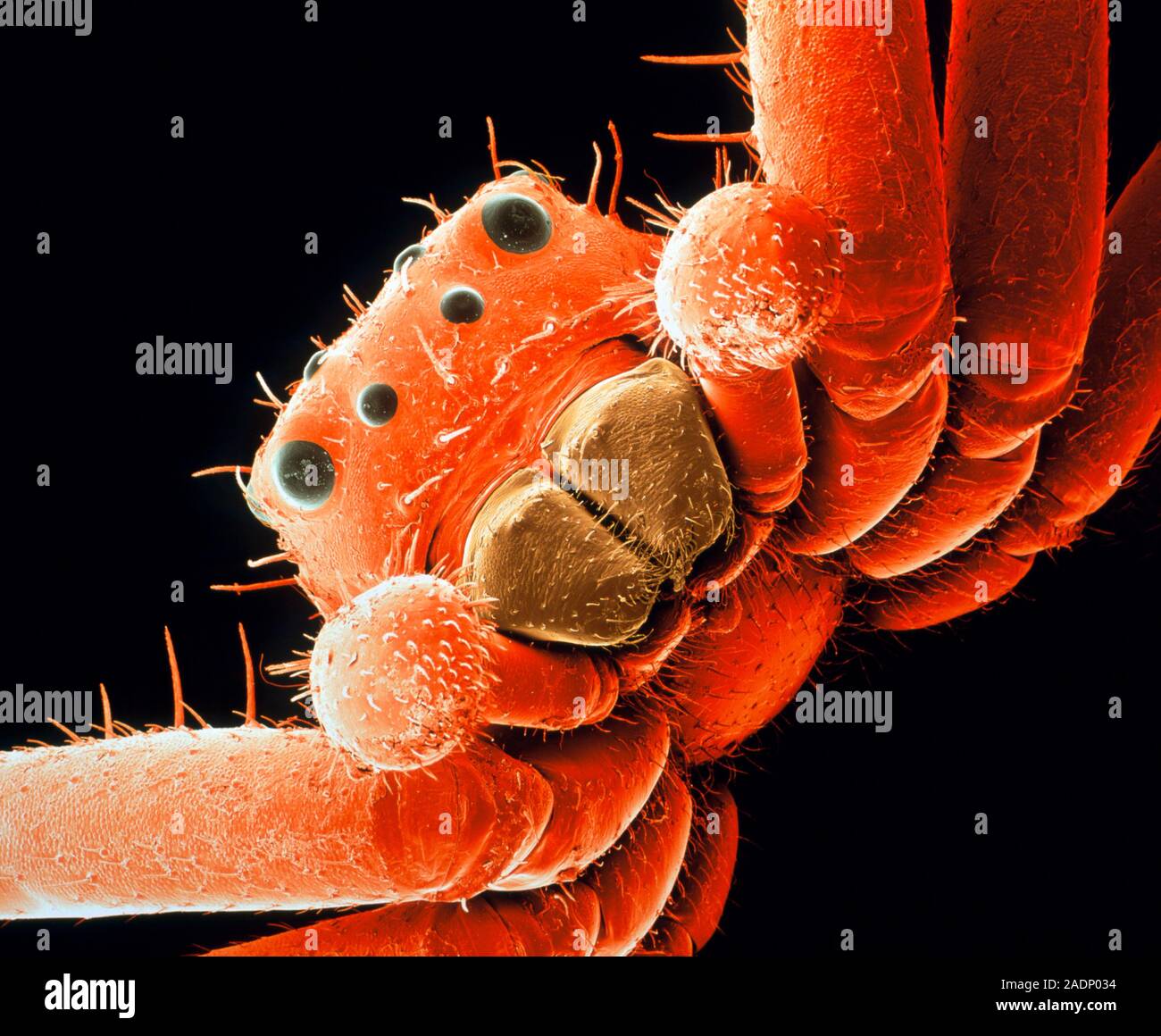 Crab spider. Coloured scanning electron micrograph (SEM) of the head of ...