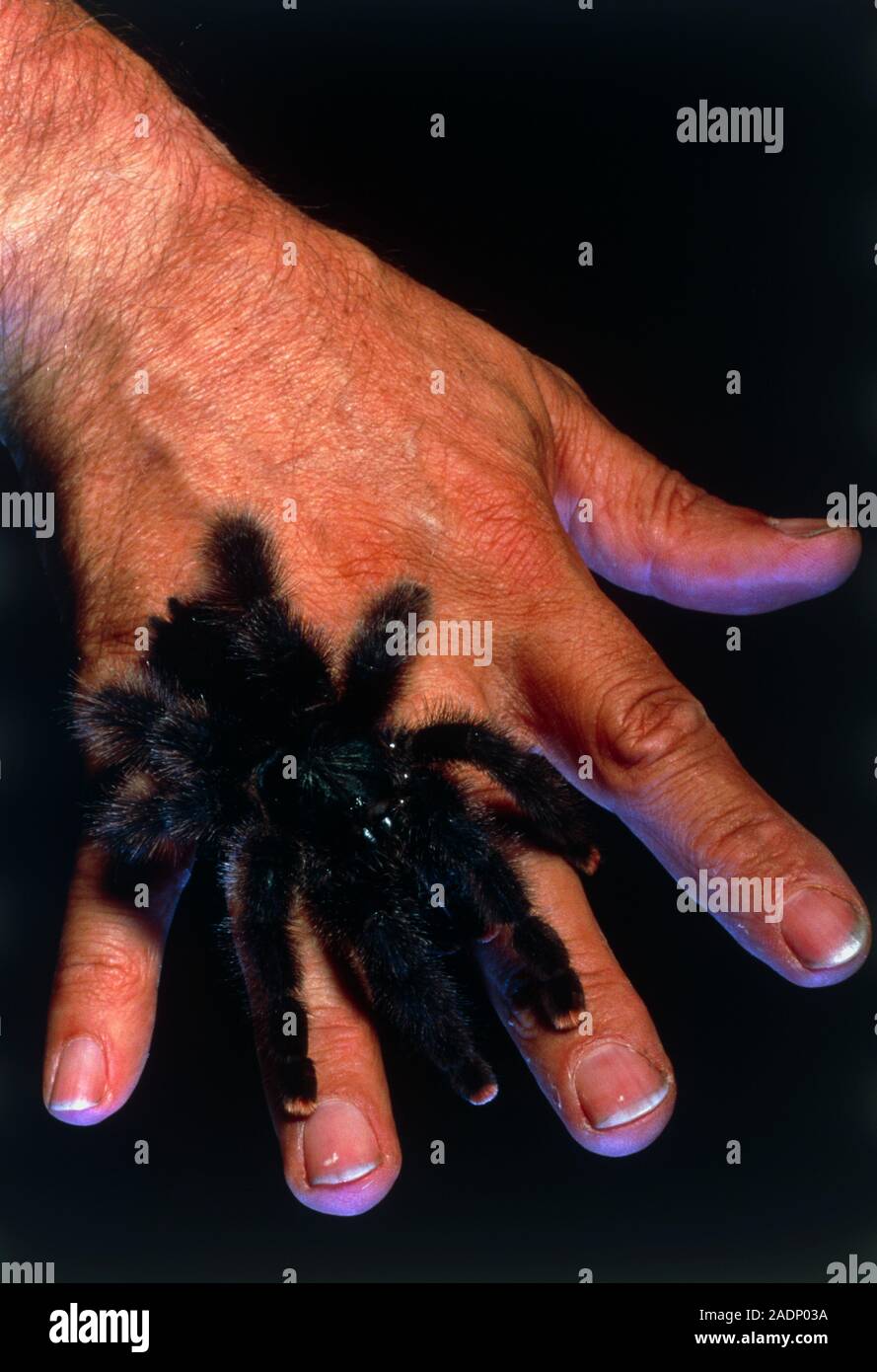 Tarantula on hand. Metallic white toe tarantula (Avicularia metallica ...