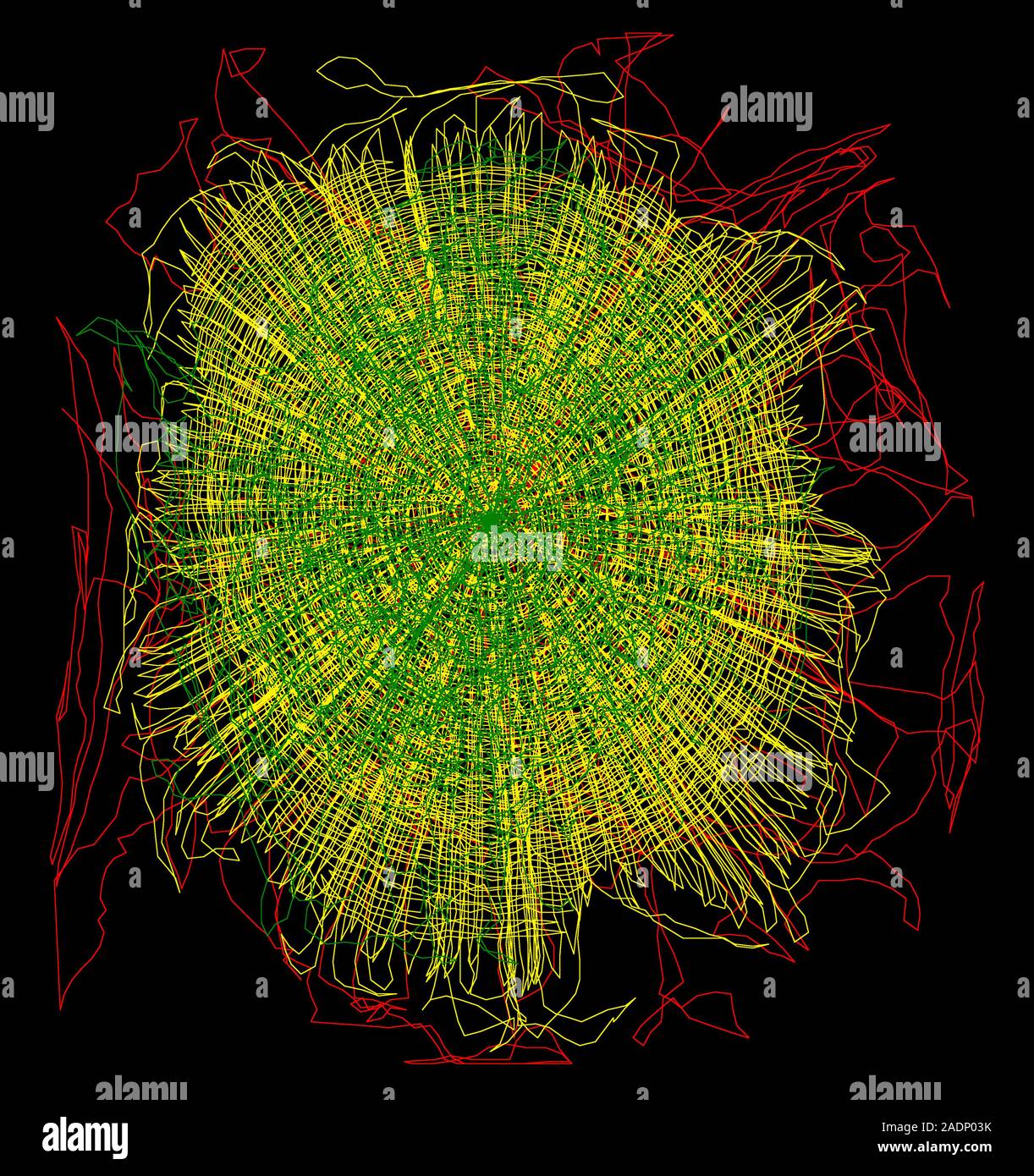 Spider web construction. Computer trace of the movements made by a ...