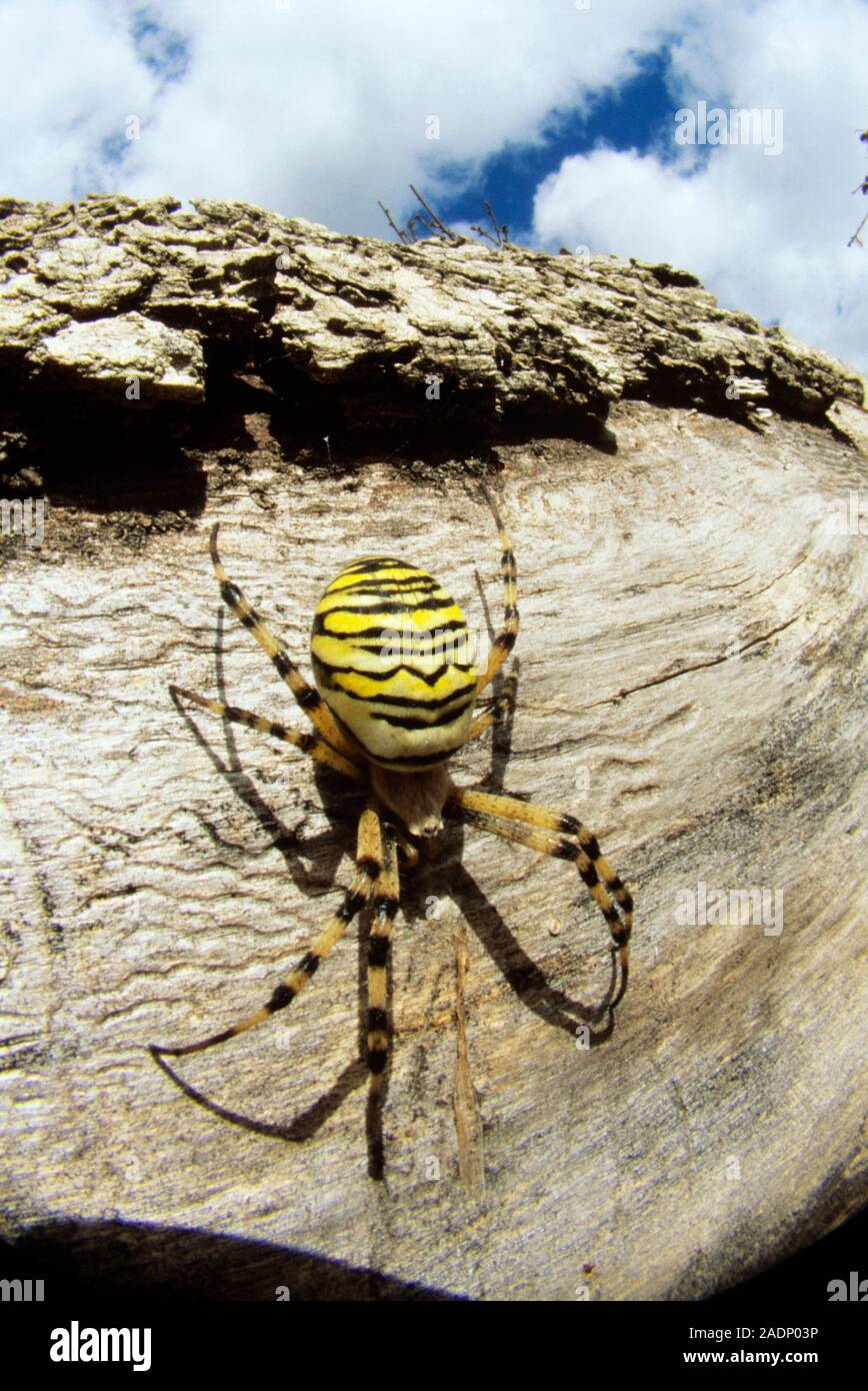 Orb weaver spider. Ground level view of an orb weaver or argiope spider ...