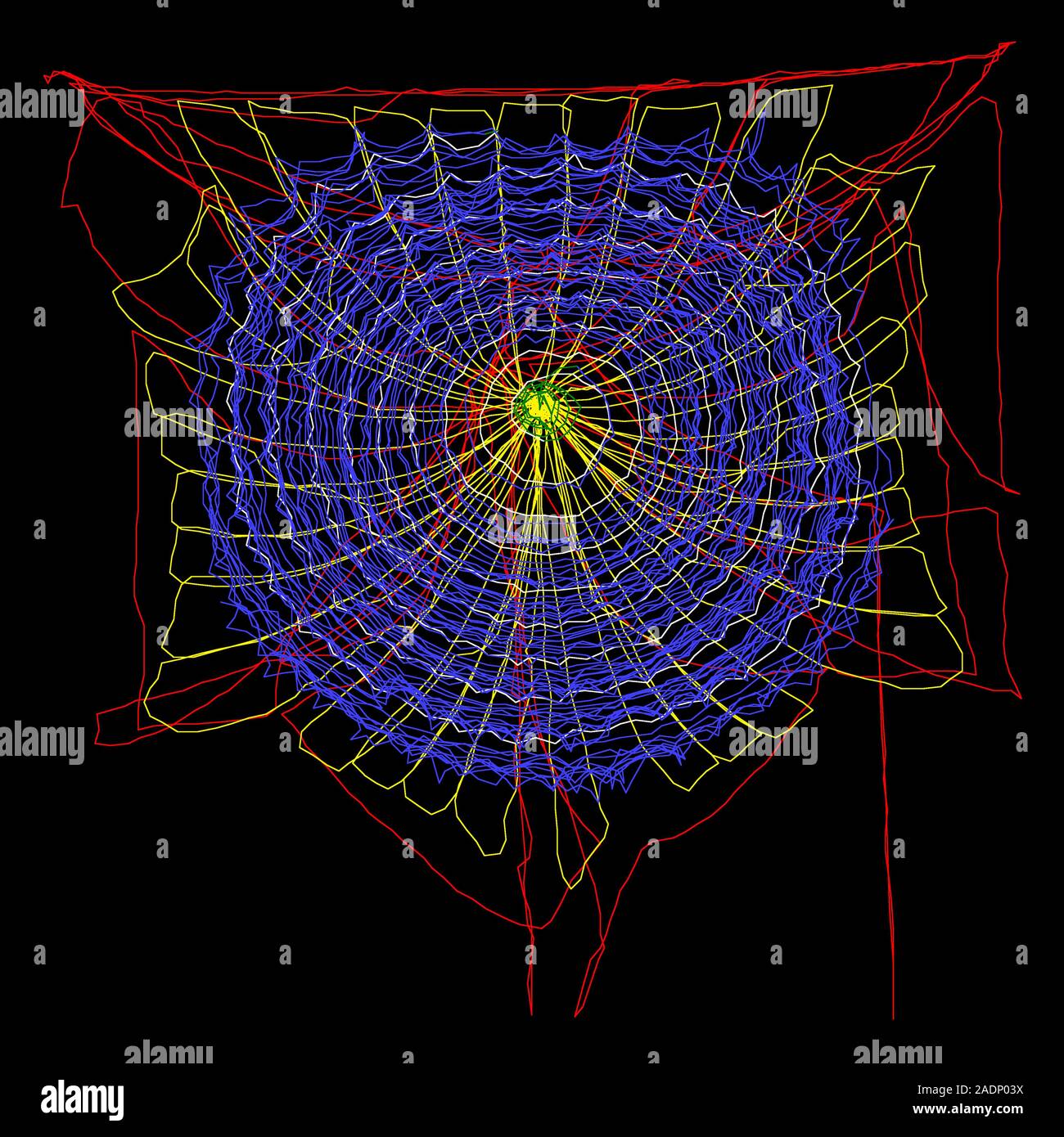 Spider web construction. Computer trace of the movements made by a ...