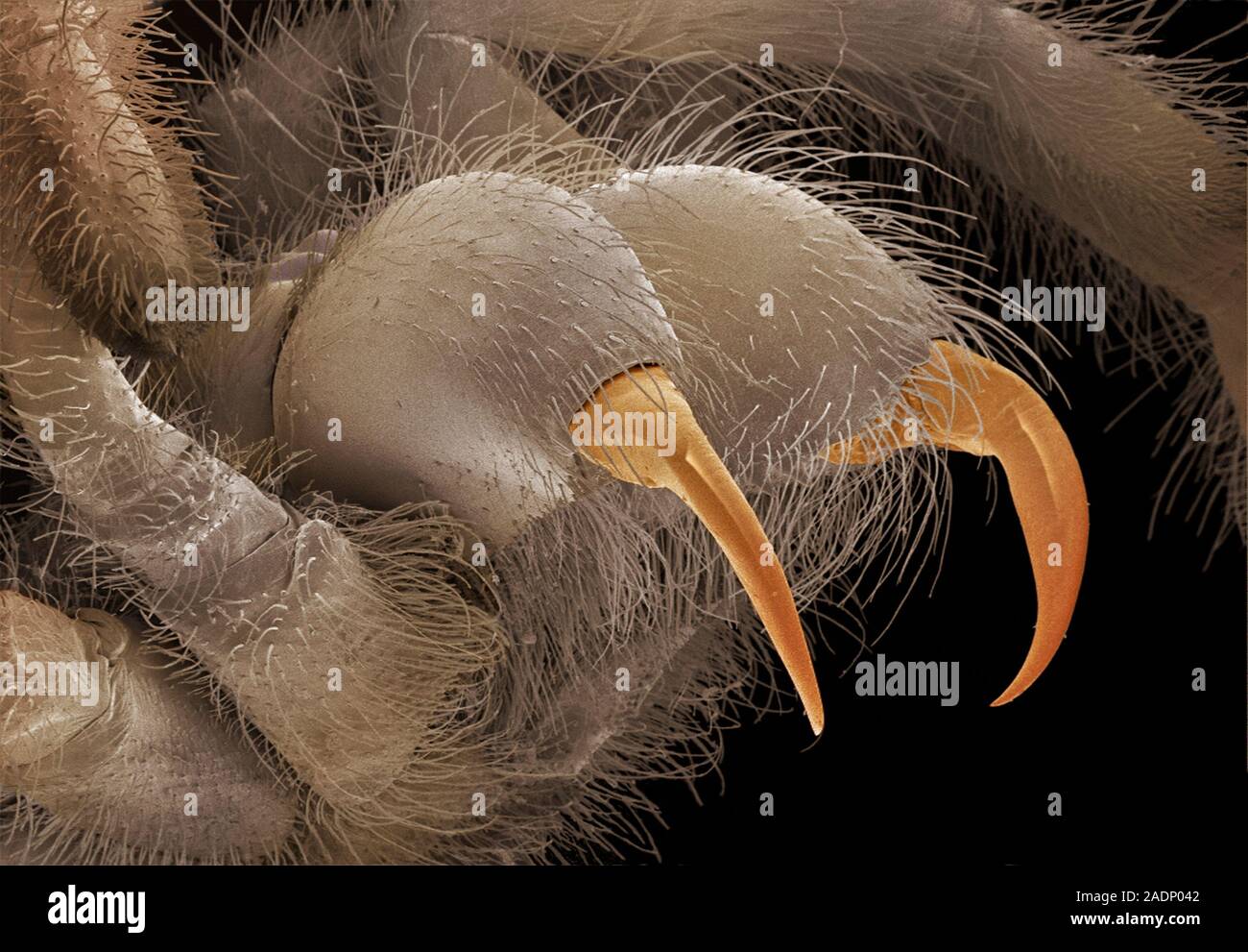 Tarantula fangs. Coloured scanning electron micrograph (SEM) of a ...