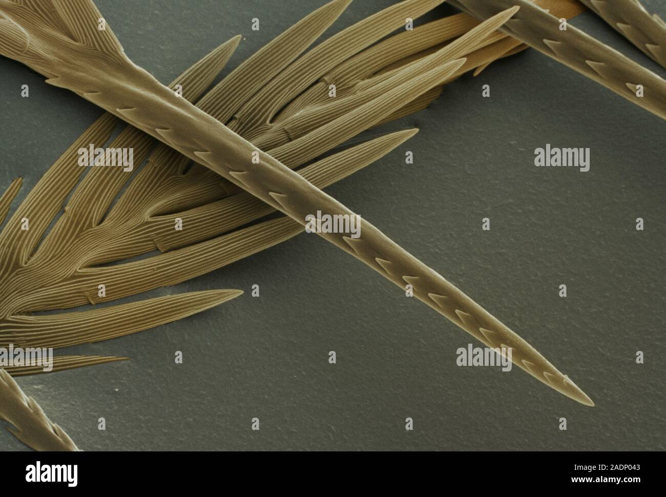 Tarantula spider hairs. Coloured scanning electron micrograph (SEM) of ...