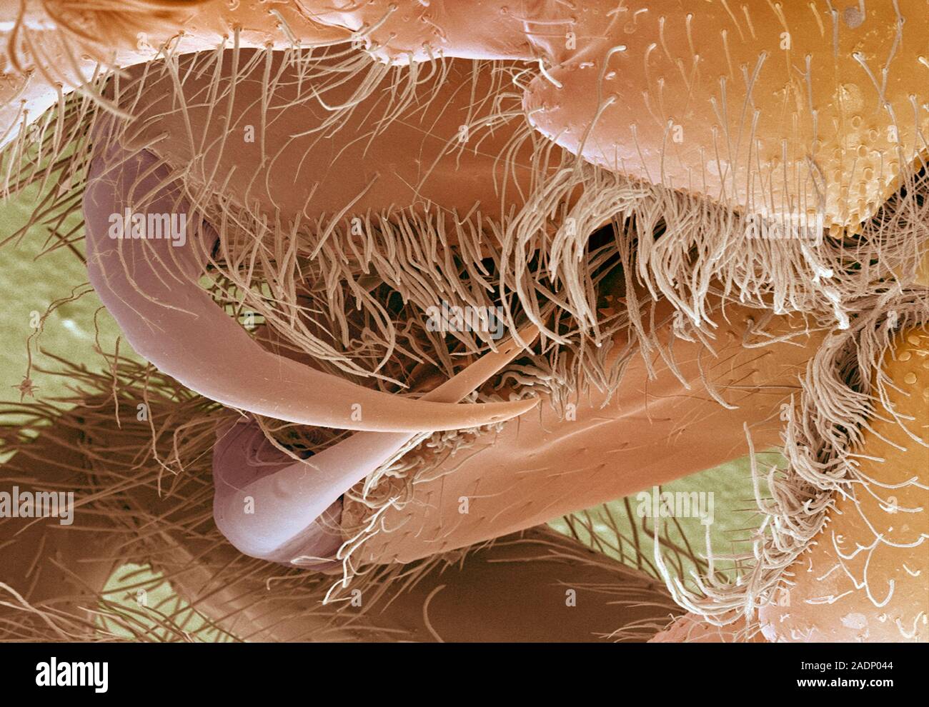 Tarantula fangs. Coloured scanning electron micrograph (SEM) of the ...