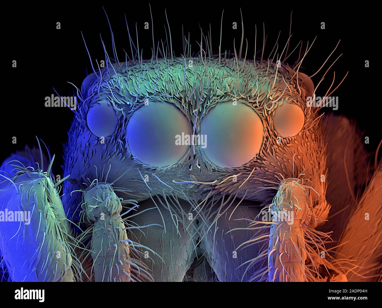 Jumping spider. Coloured scanning electron micrograph (SEM) of the head ...