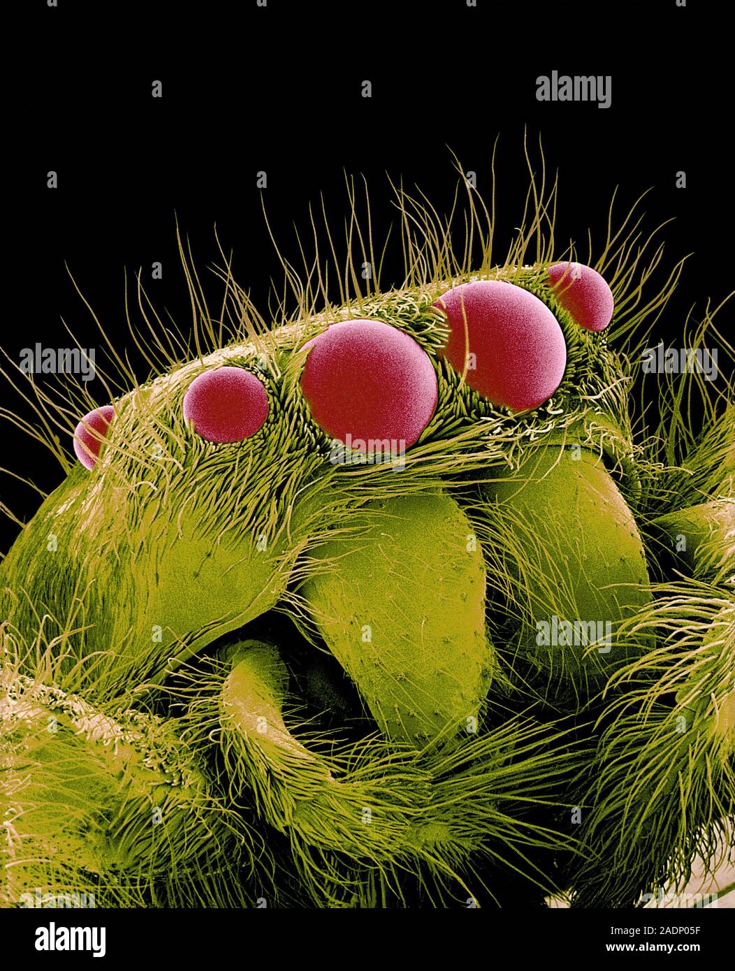 Jumping spider. Coloured scanning electron micrograph (SEM) of a ...