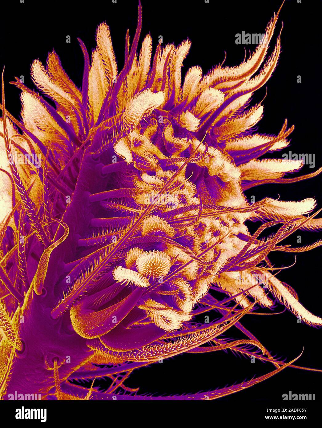 Spider's leg. Coloured scanning electron micrograph (SEM) of the tip of ...