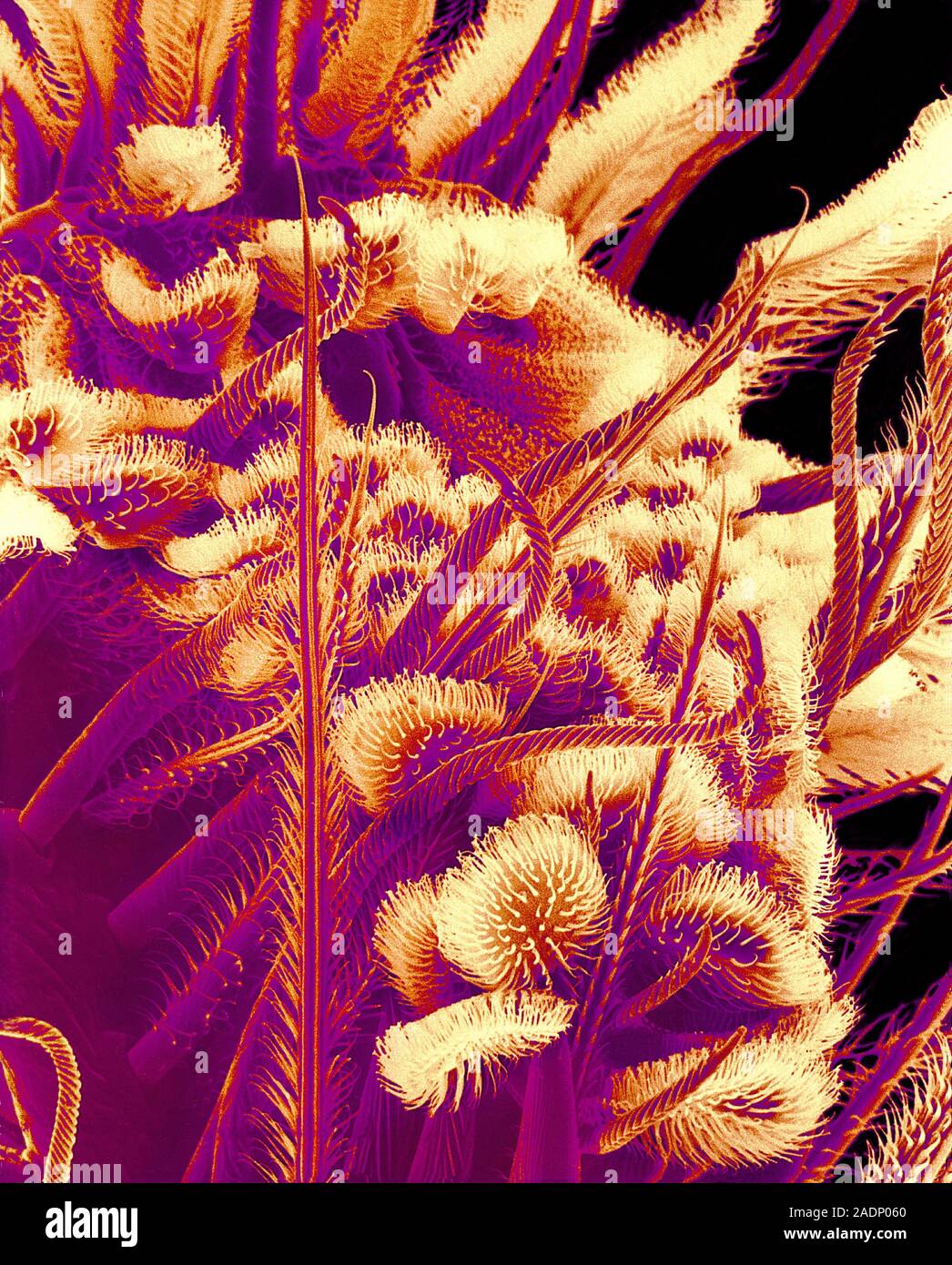 Spider's leg. Coloured scanning electron micrograph (SEM) of the tip of ...