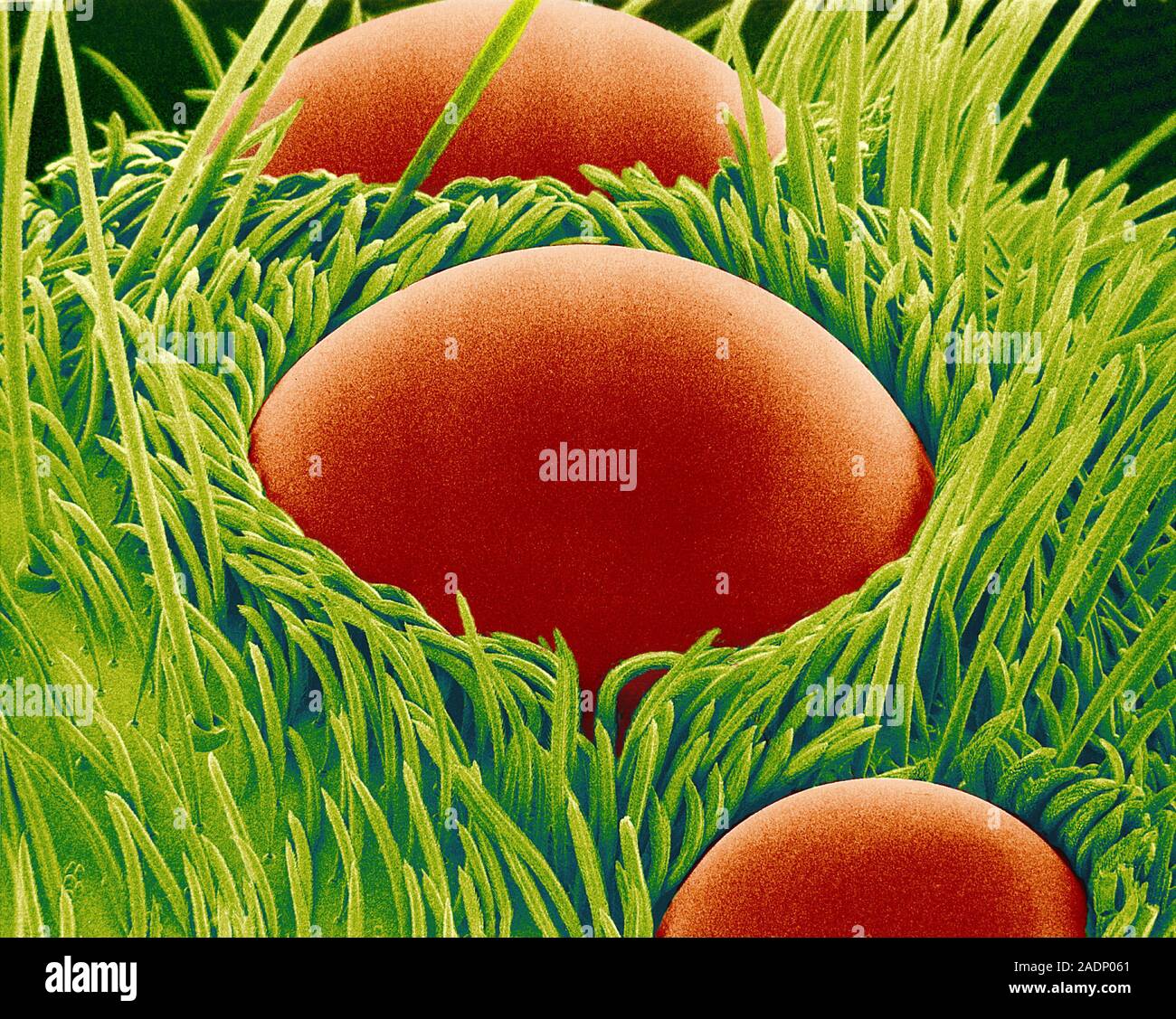 Jumping spider's eyes. Coloured scanning electron micrograph (SEM) of ...