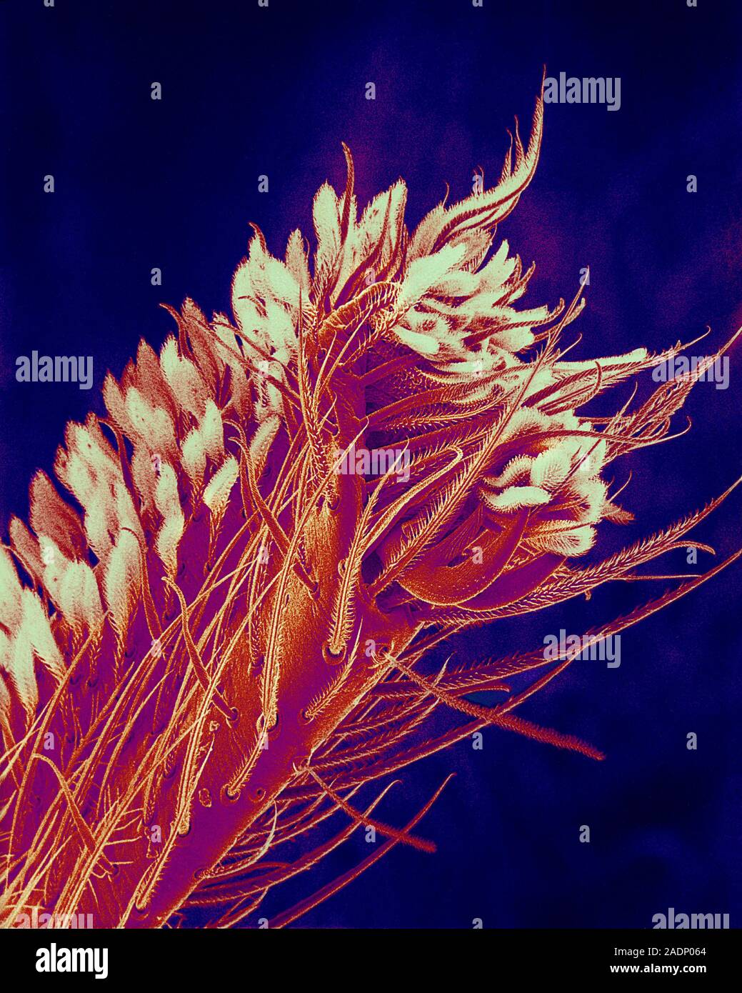 Spider's leg. Coloured scanning electron micrograph (SEM) of the tip of ...