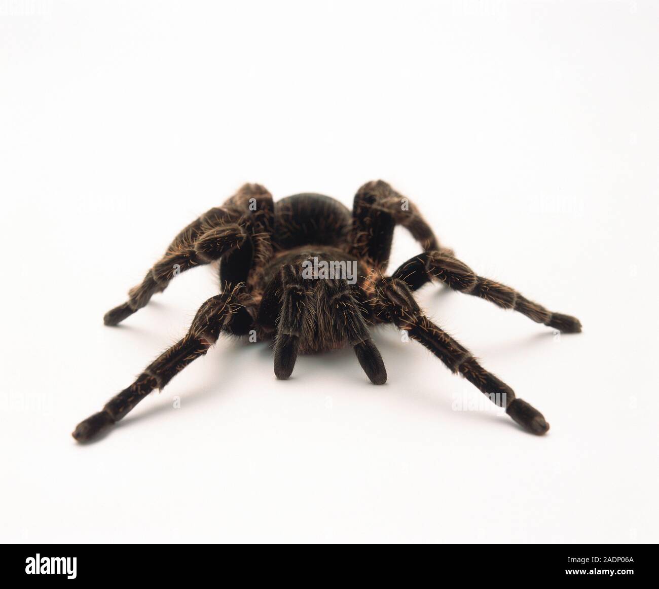 Tarantula (family Theraphosidae). Tarantulas are large, hairy spiders ...