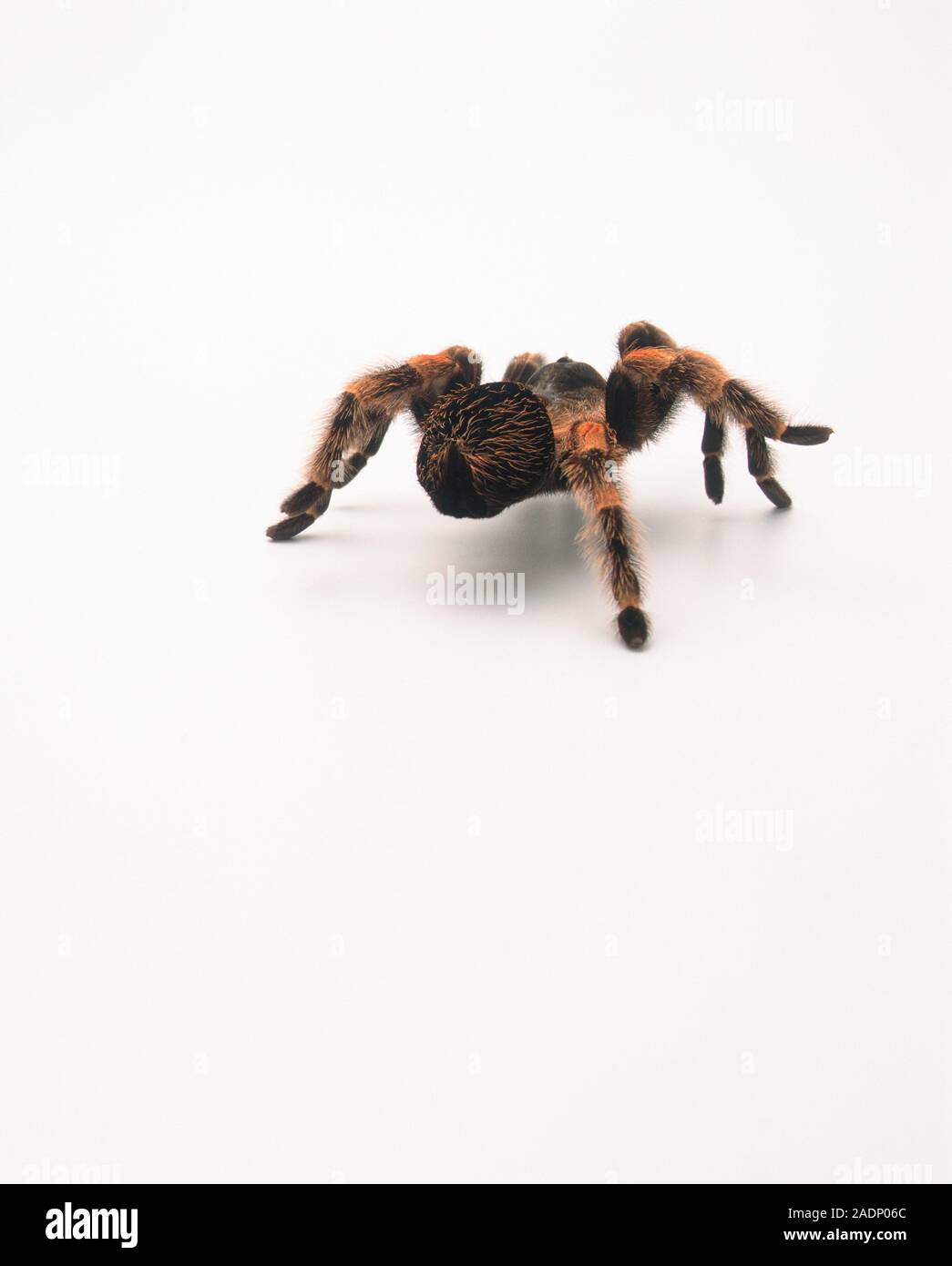 Tarantula (family Theraphosidae). Tarantulas are large, hairy spiders ...