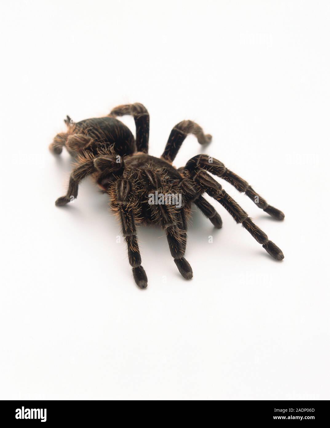Tarantula (family Theraphosidae). Tarantulas are large, hairy spiders ...