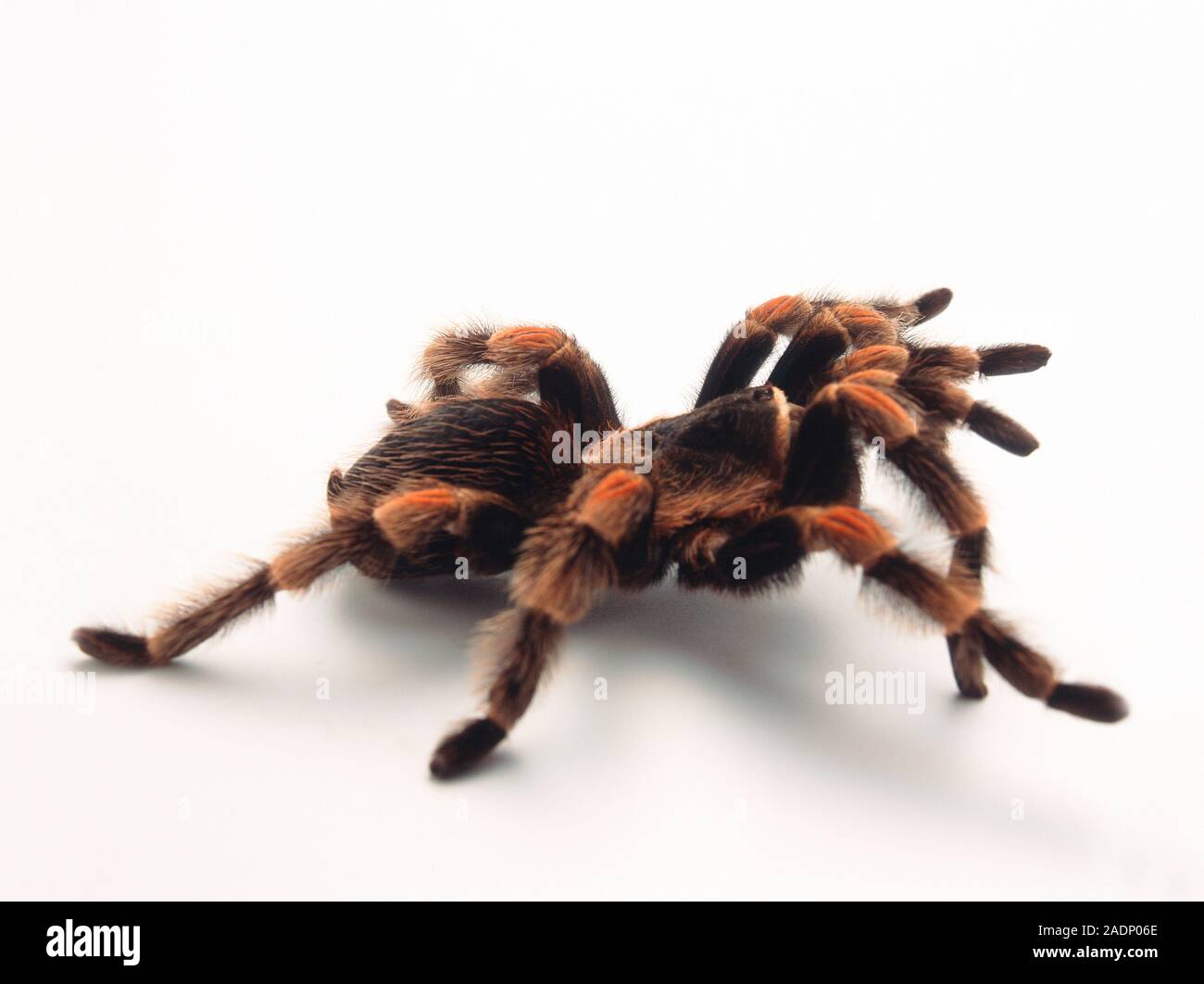 Tarantula (family Theraphosidae). Tarantulas are large, hairy spiders ...