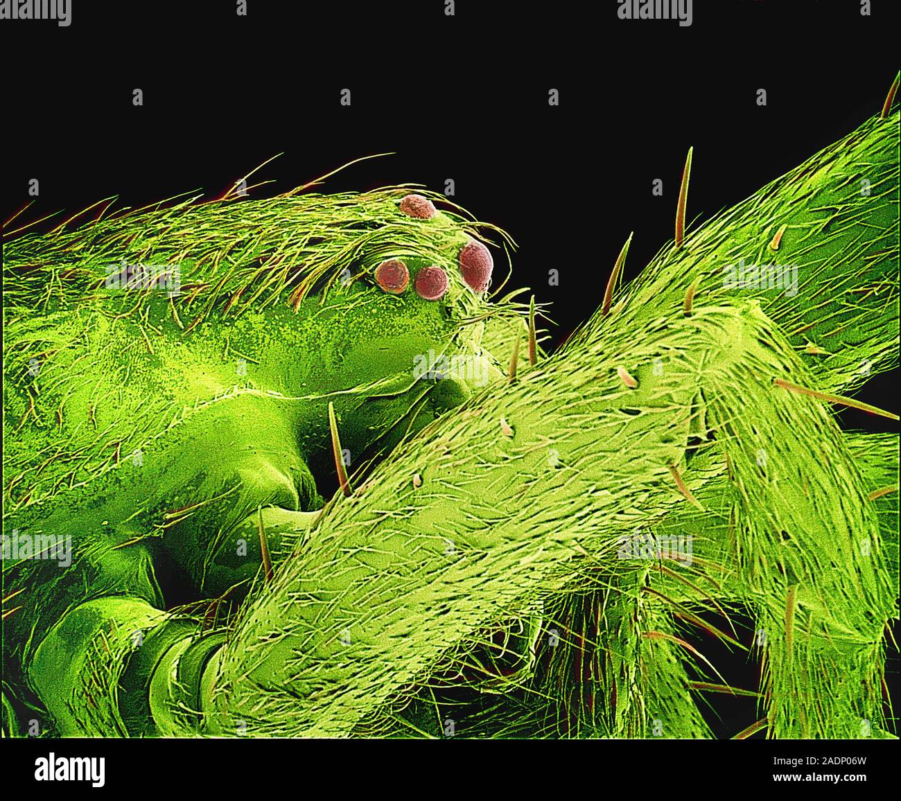Spider. Coloured scanning electron micrograph (SEM) of the head of an ...