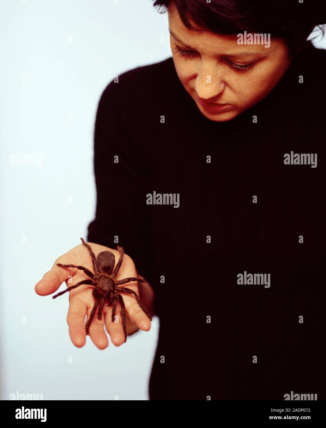 Pet tarantula. Woman holding her pet Thailand black tarantula ...