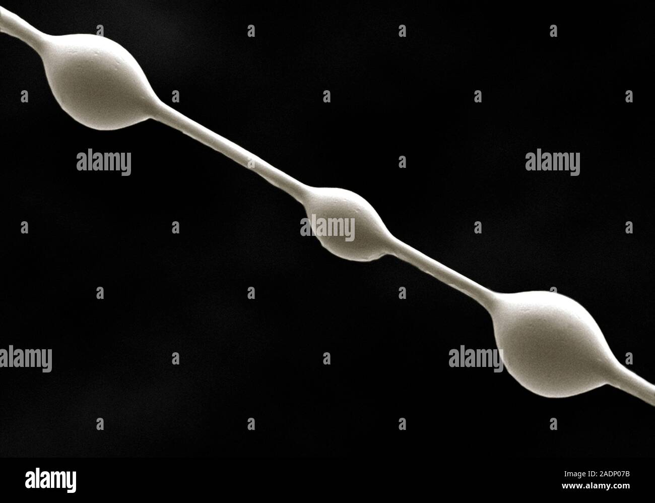 Spider's web. Coloured scanning electron micrograph (SEM) of gum drops ...