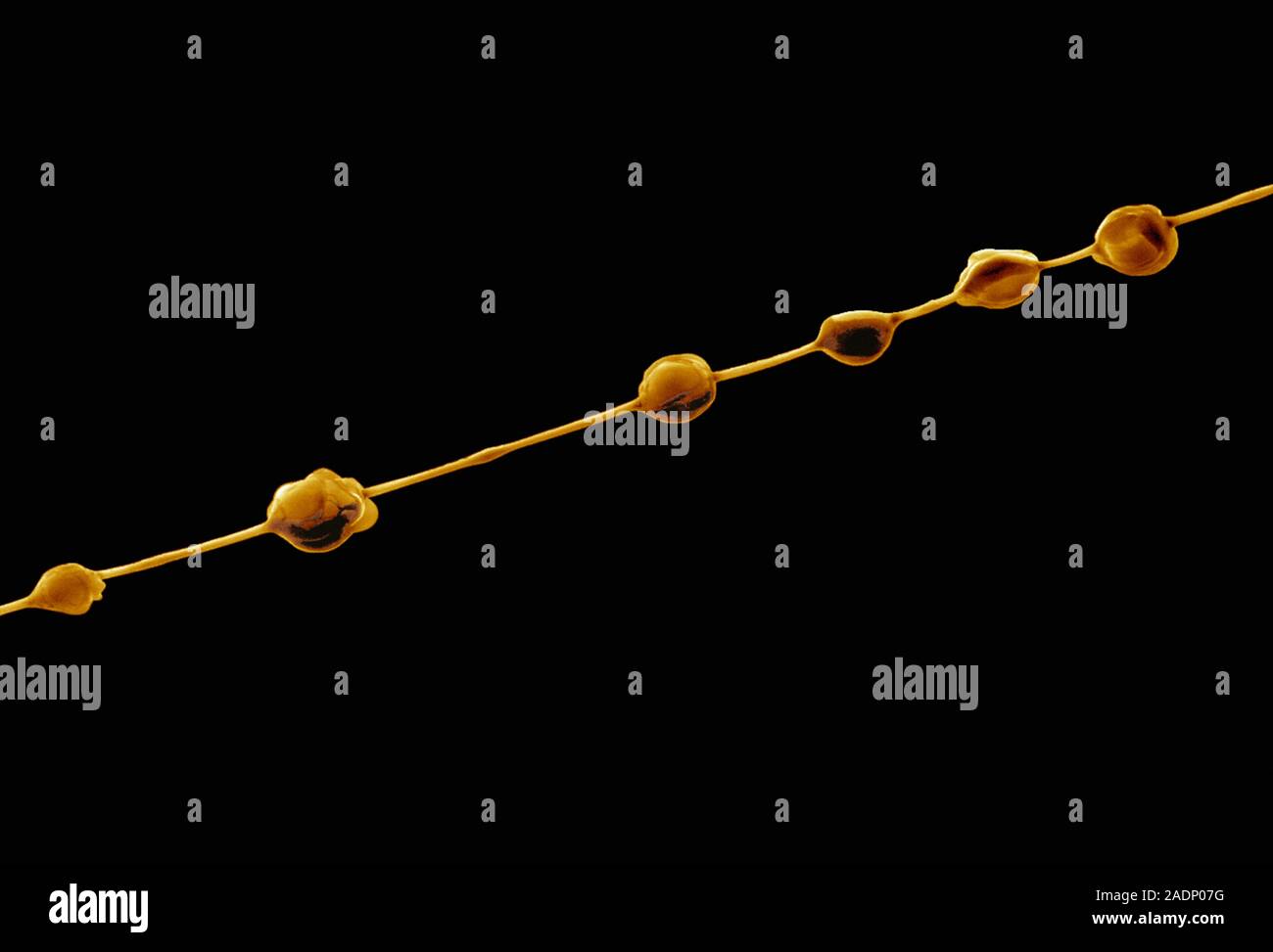 Spider's web. Coloured scanning electron micrograph (SEM) of beads of ...