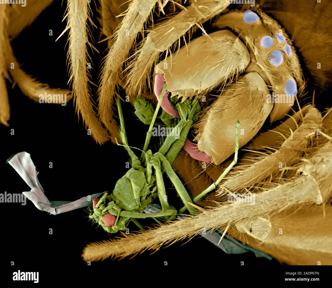 Spider eating a fly. Coloured scanning electron micrograph (SEM) of a ...