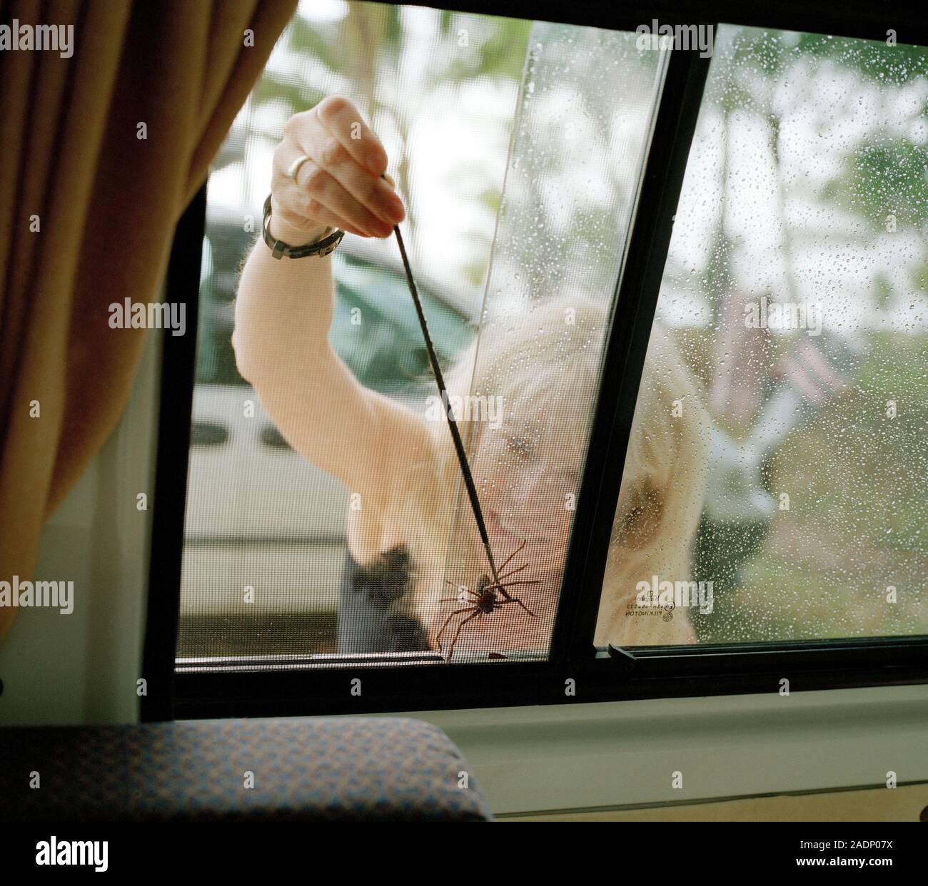 Huntsman spider being removed from a camper van. The woman is using a ...
