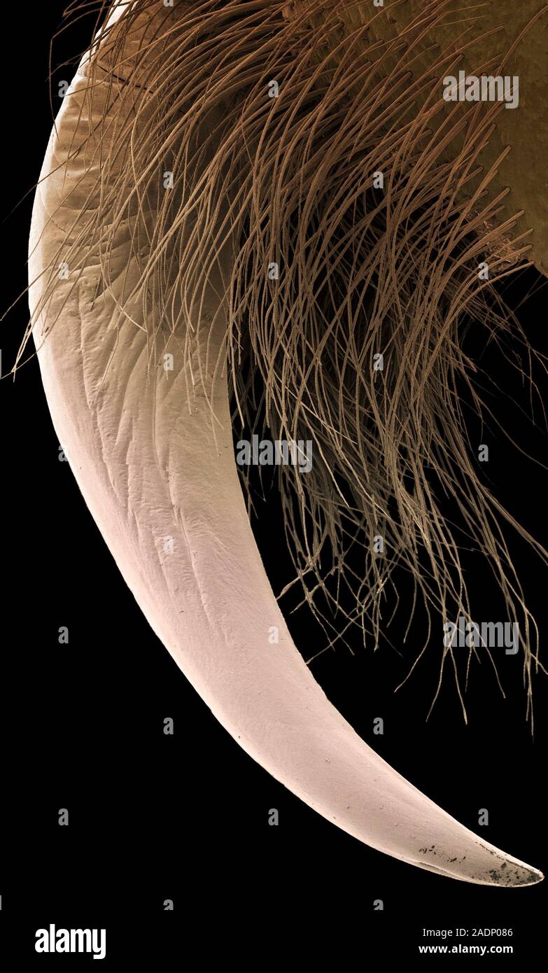 Tarantula fang. Coloured scanning electron micrograph (SEM) of a fang ...