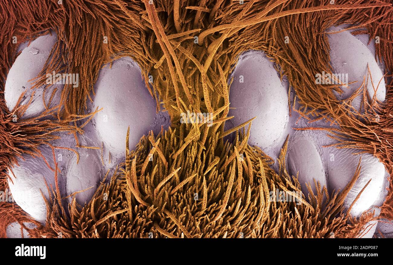 Tarantula eyes. Coloured scanning electron micrograph (SEM) of the ...