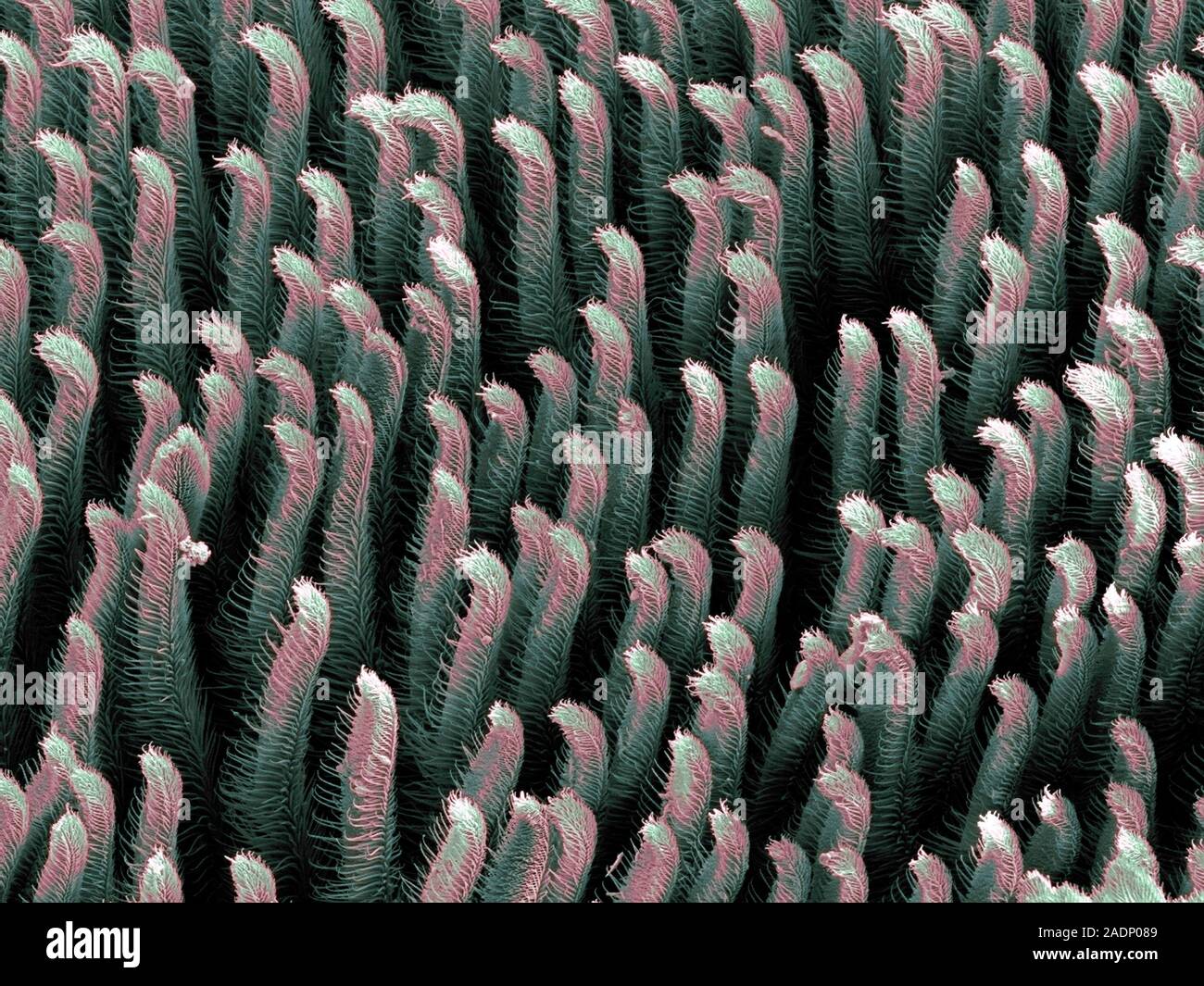 Tarantula foot hair. Coloured scanning electron micrograph (SEM) of ...