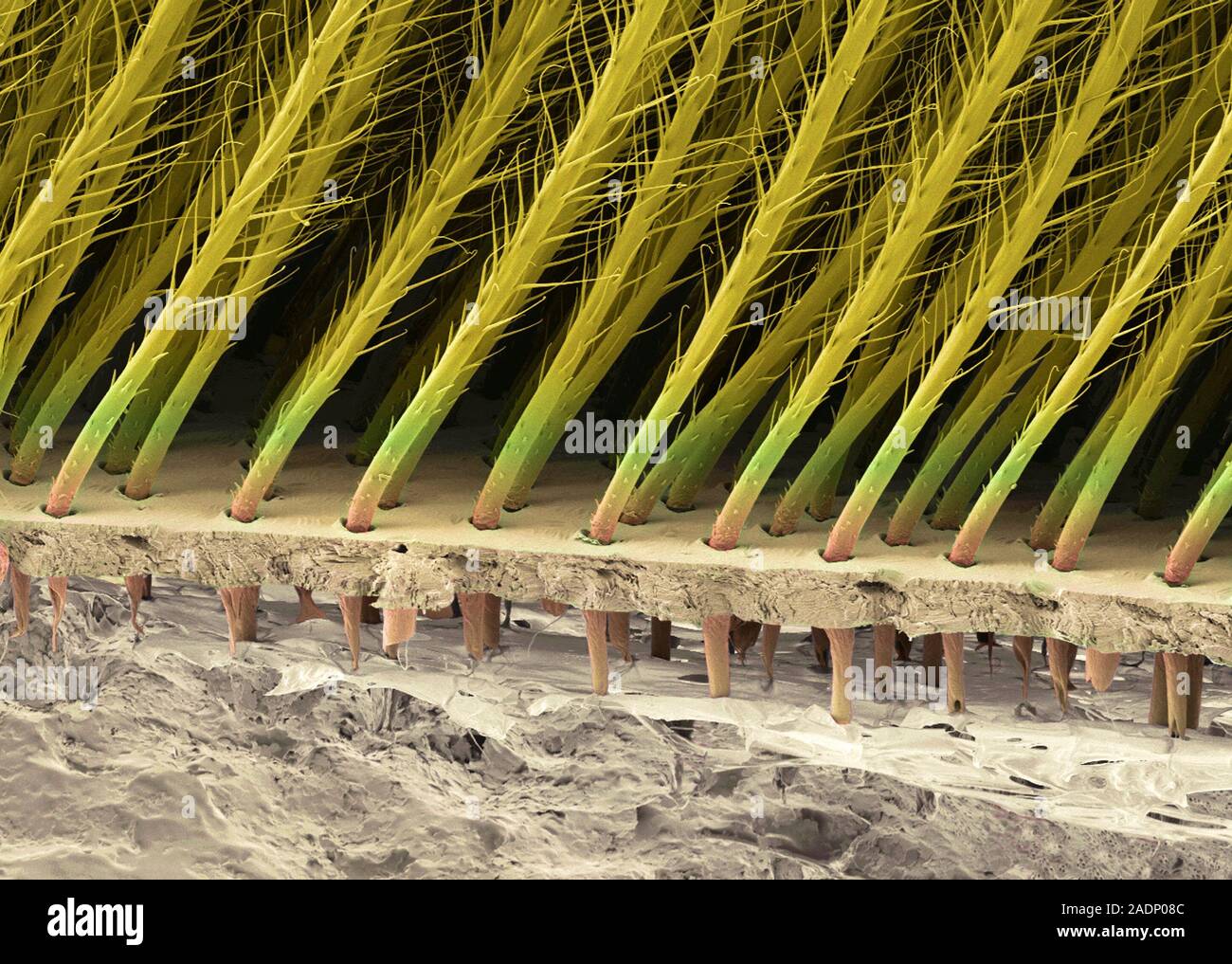 Tarantula hair. Coloured scanning electron micrograph (SEM) of hair ...
