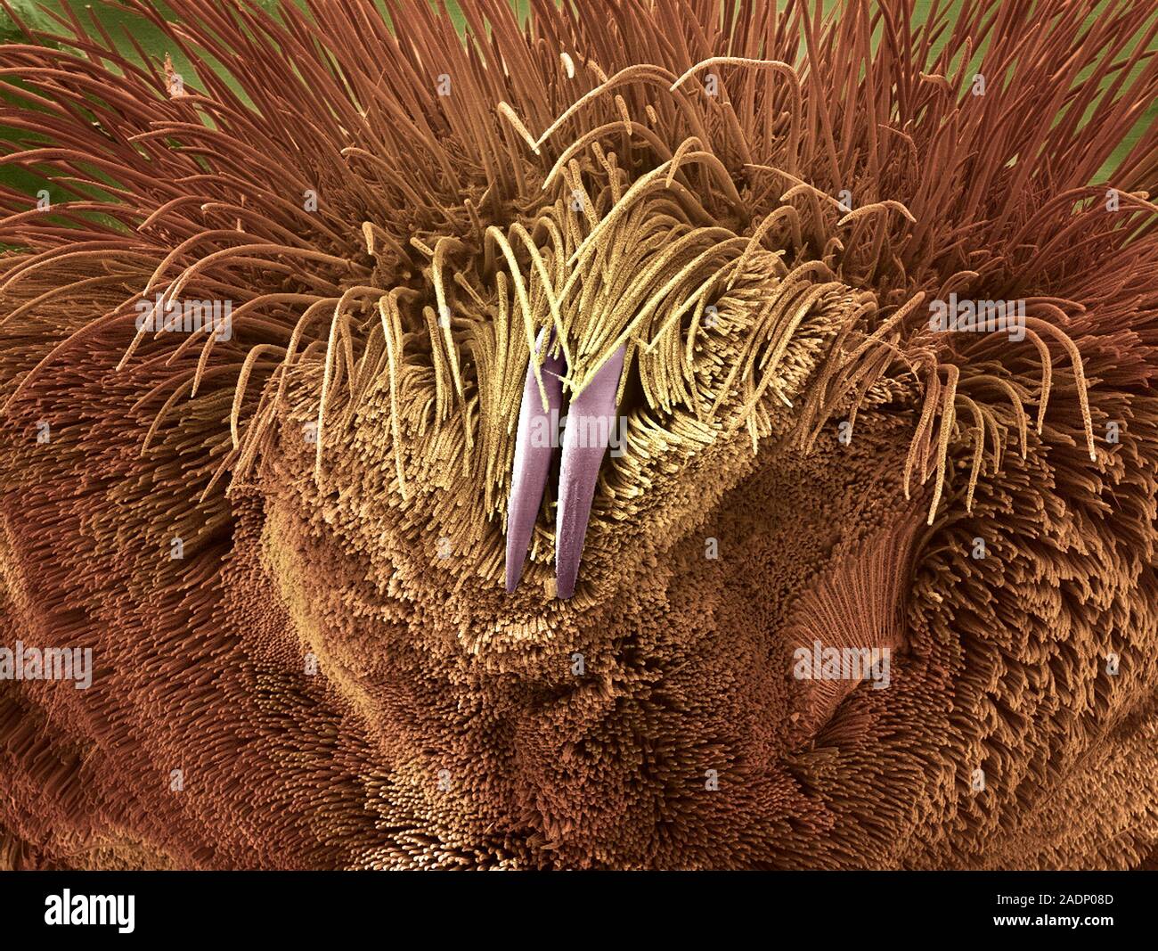 Tarantula foot. Coloured scanning electron micrograph (SEM) of a part ...