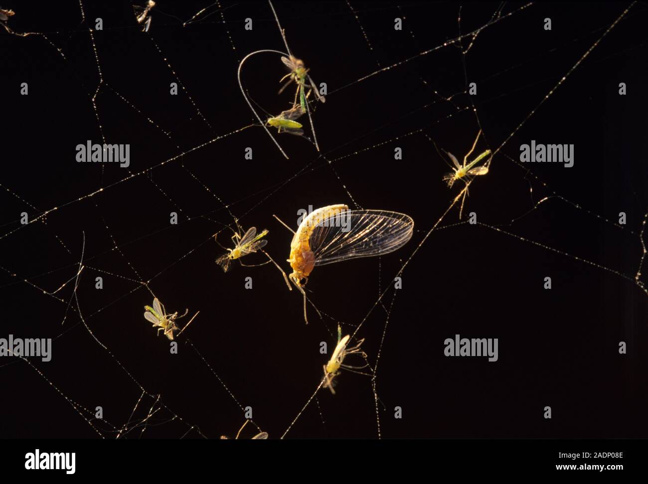 Spider web. Close-up of insects that have been caught in the sticky ...