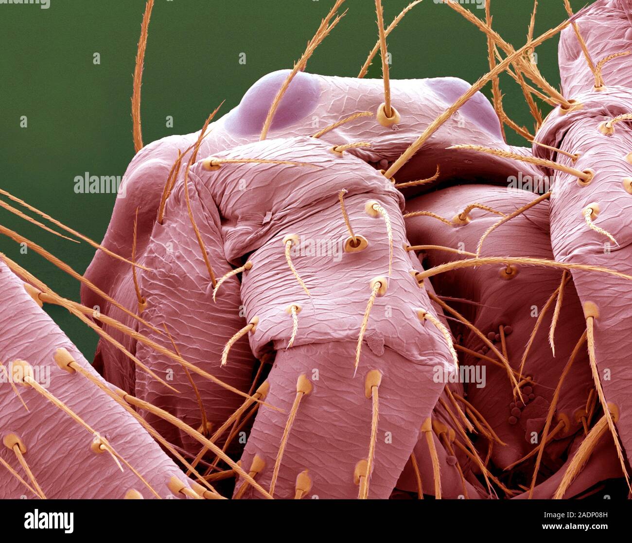 Spider. Coloured scanning electron micrograph (SEM) of the mouth parts ...